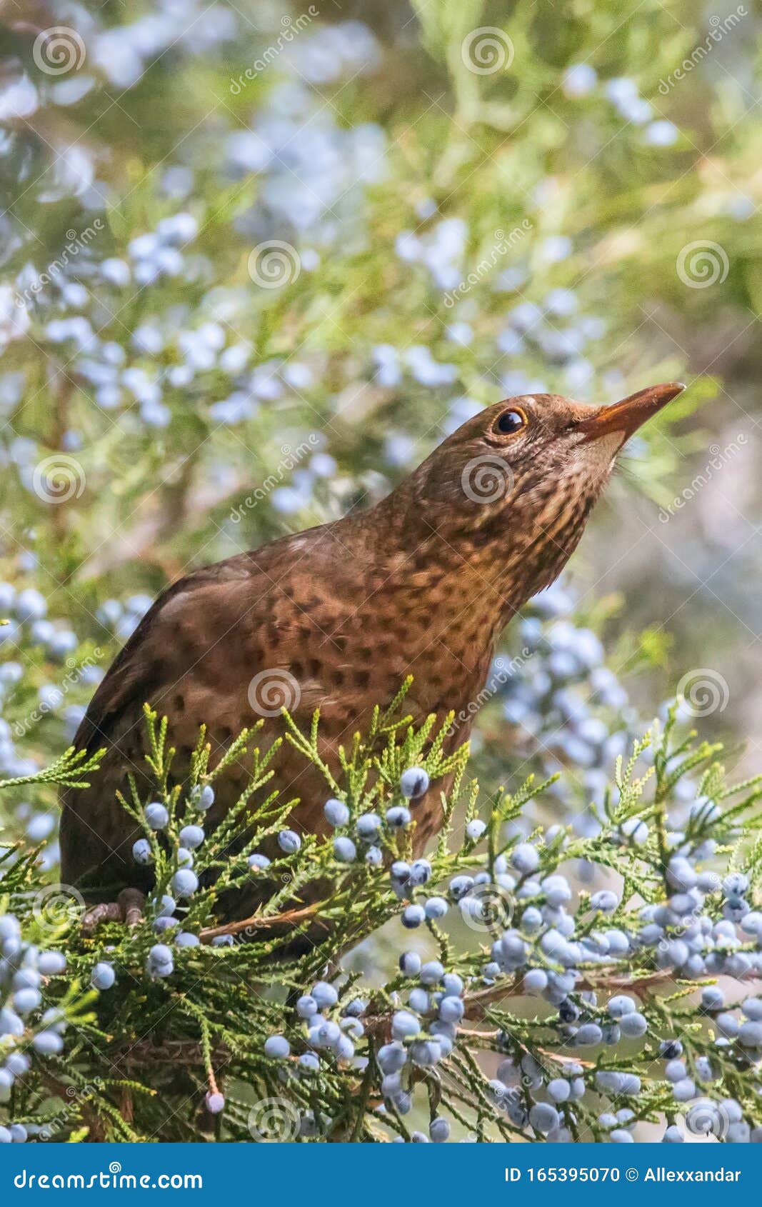 Common Blackbird Turdus Merula Eurasian Blackbird Female Sits in the ...