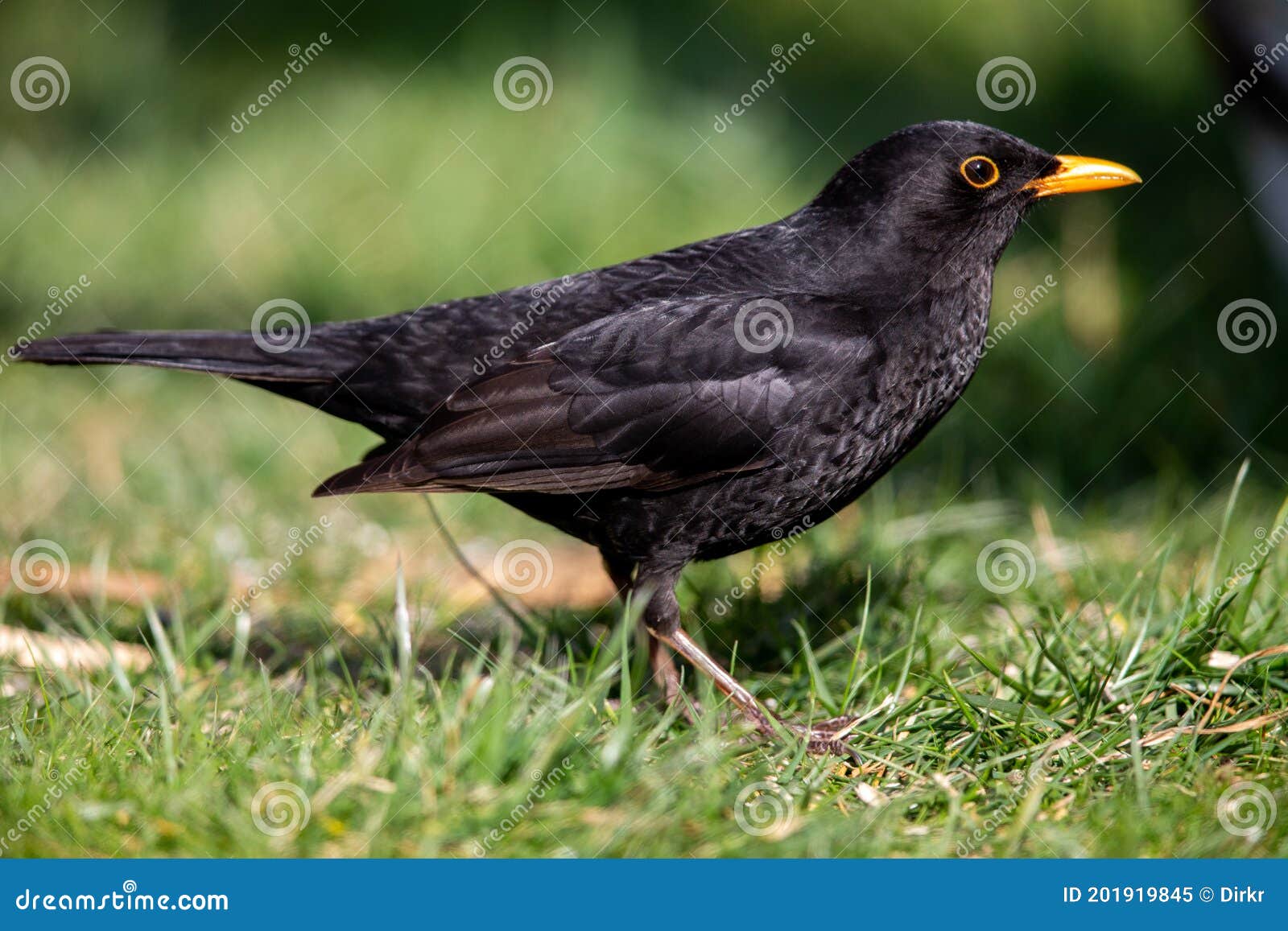 Common Blackbird Turdus Merula Stock Image - Image of turdus, grass ...