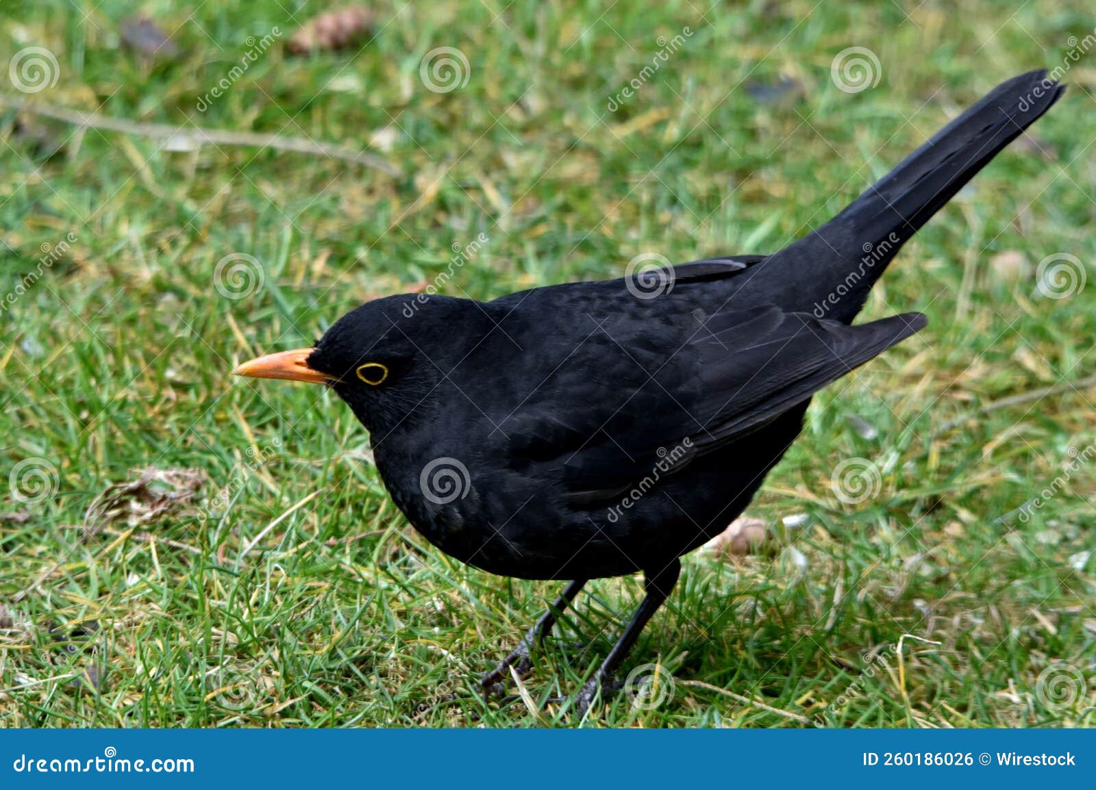Common Blackbird (Turdus Merula) on Green Grass Stock Photo - Image of ...