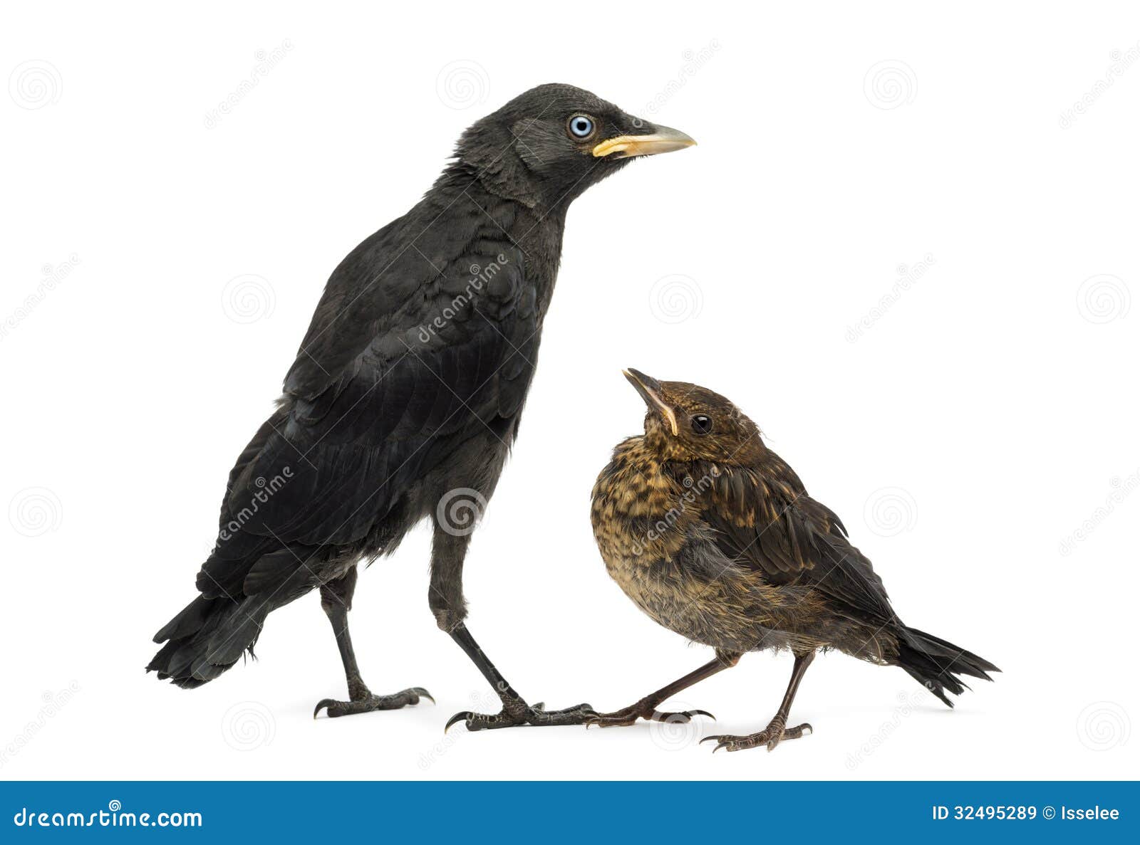 Common Blackbird and Western Jackdaw, Isolated Stock Image - Image of ...
