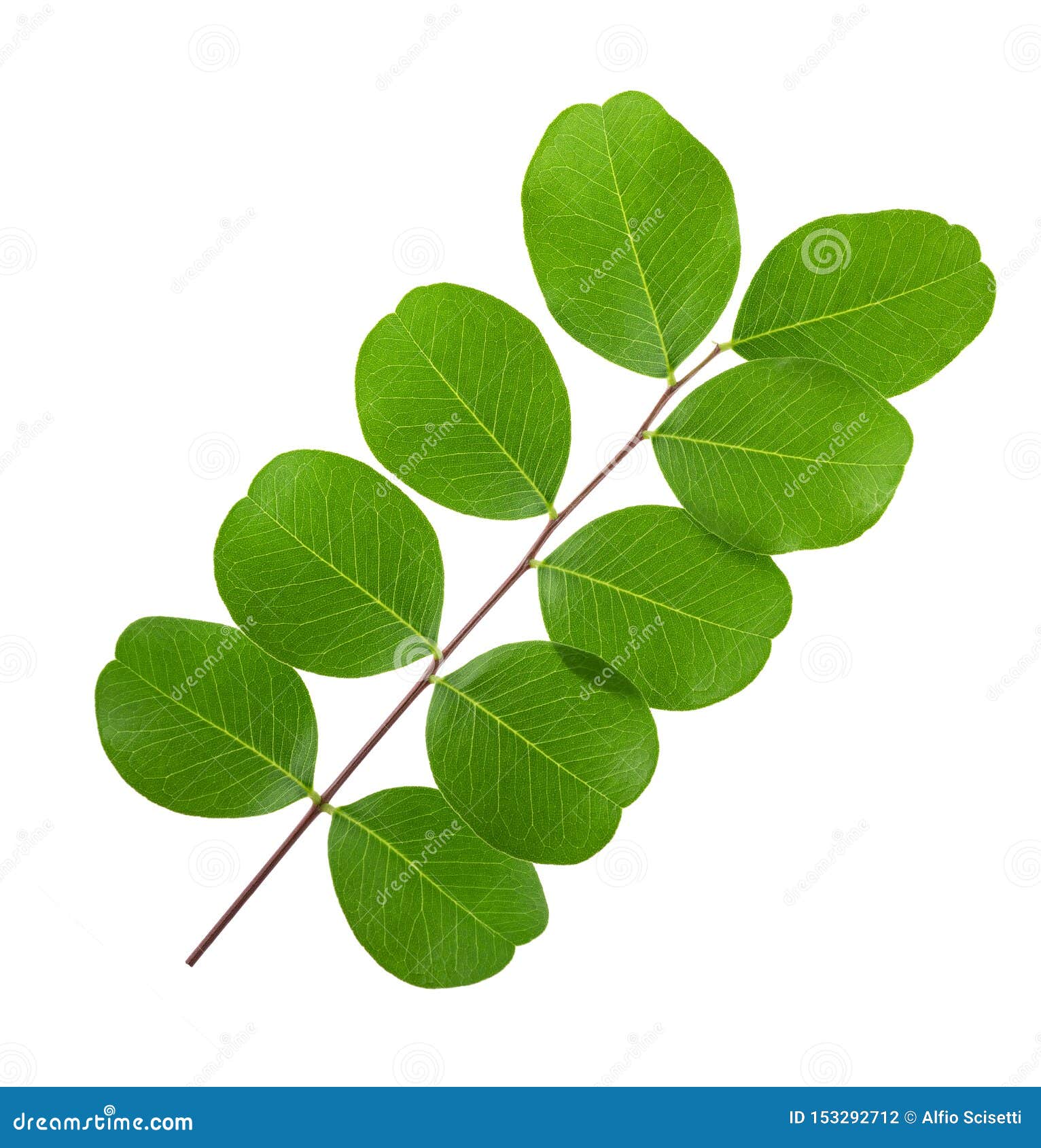 Common bladder senna stock photo. Image of tree, white - 153292712