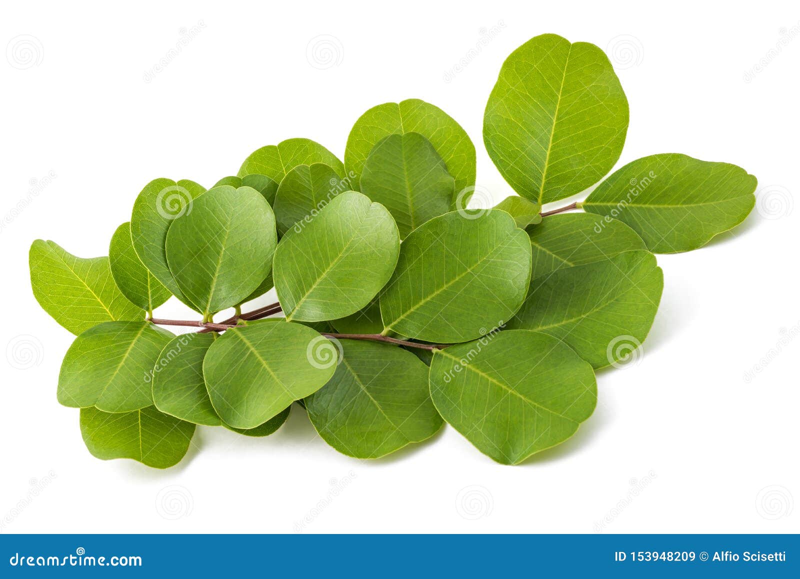 Common bladder senna stock image. Image of leaves, botany - 153948209