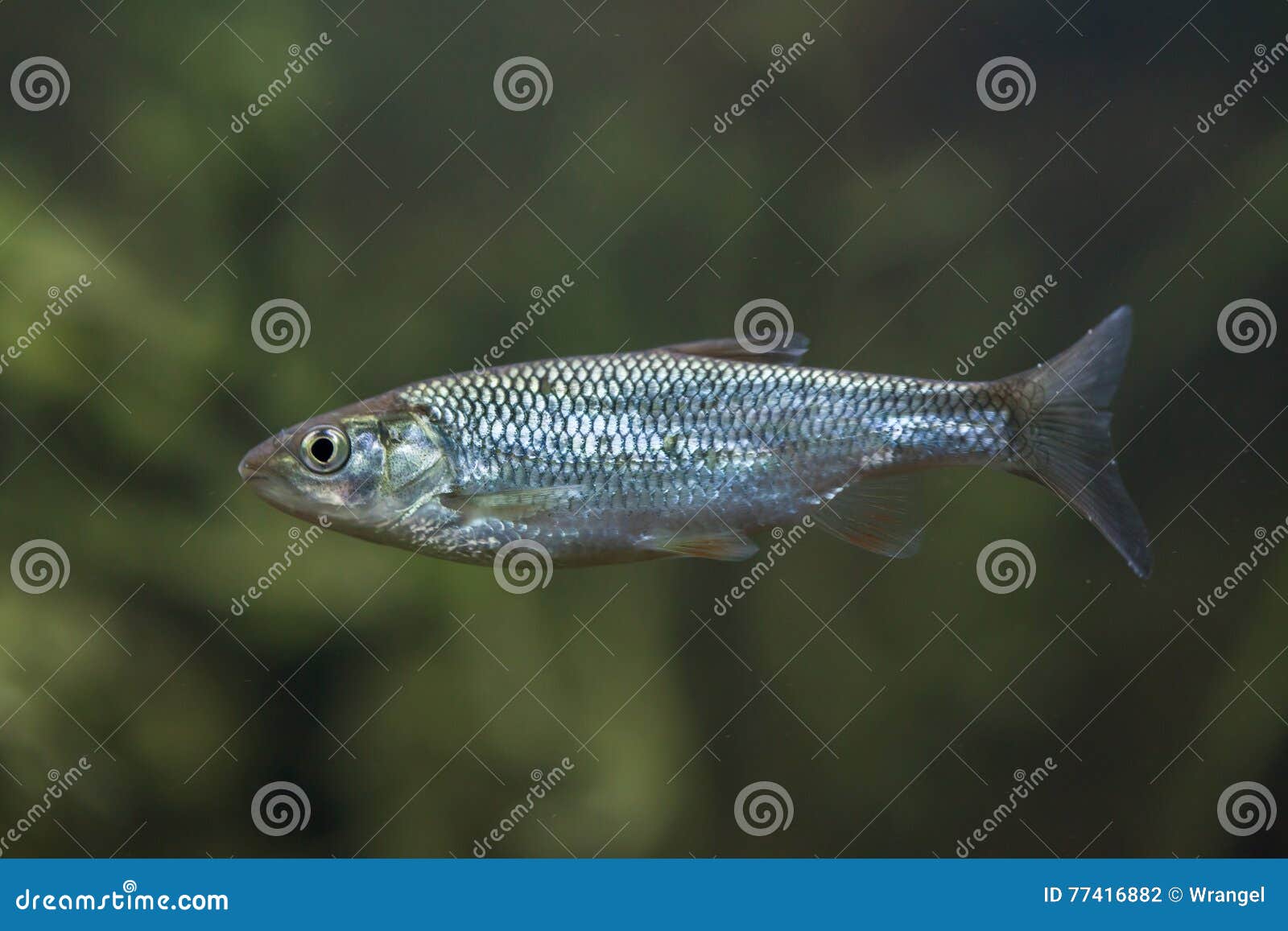 Common Bleak (Alburnus Alburnus). Stock Photo - Image of swim, animal ...
