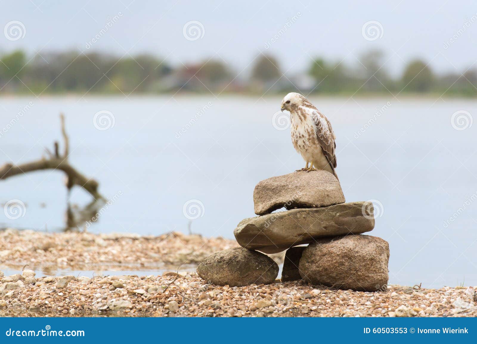 Common blonde buzzard stock image. Image of animal, netherlands - 60503553