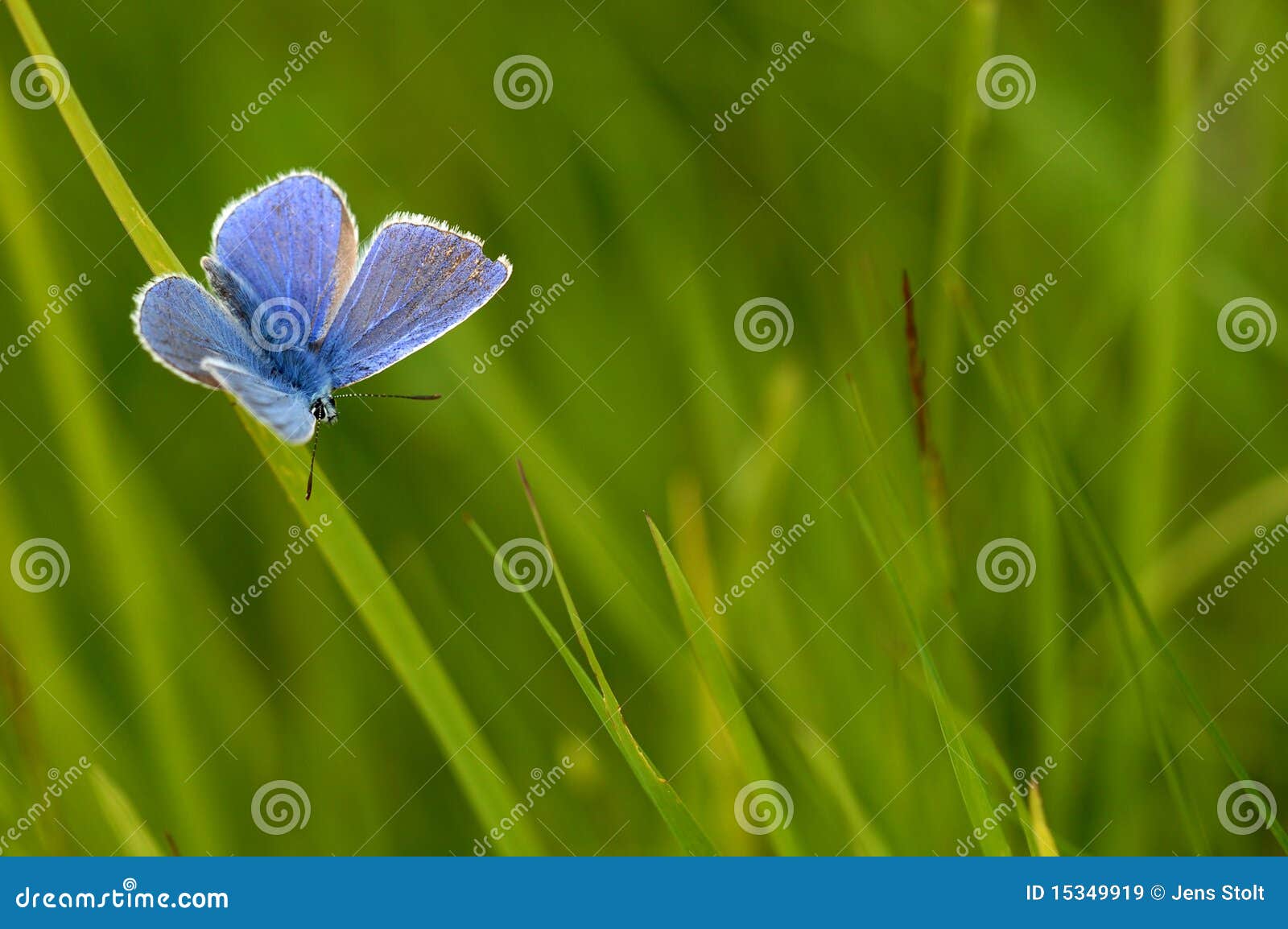 Common Blue stock image. Image of insect, antenna, herb - 15349919