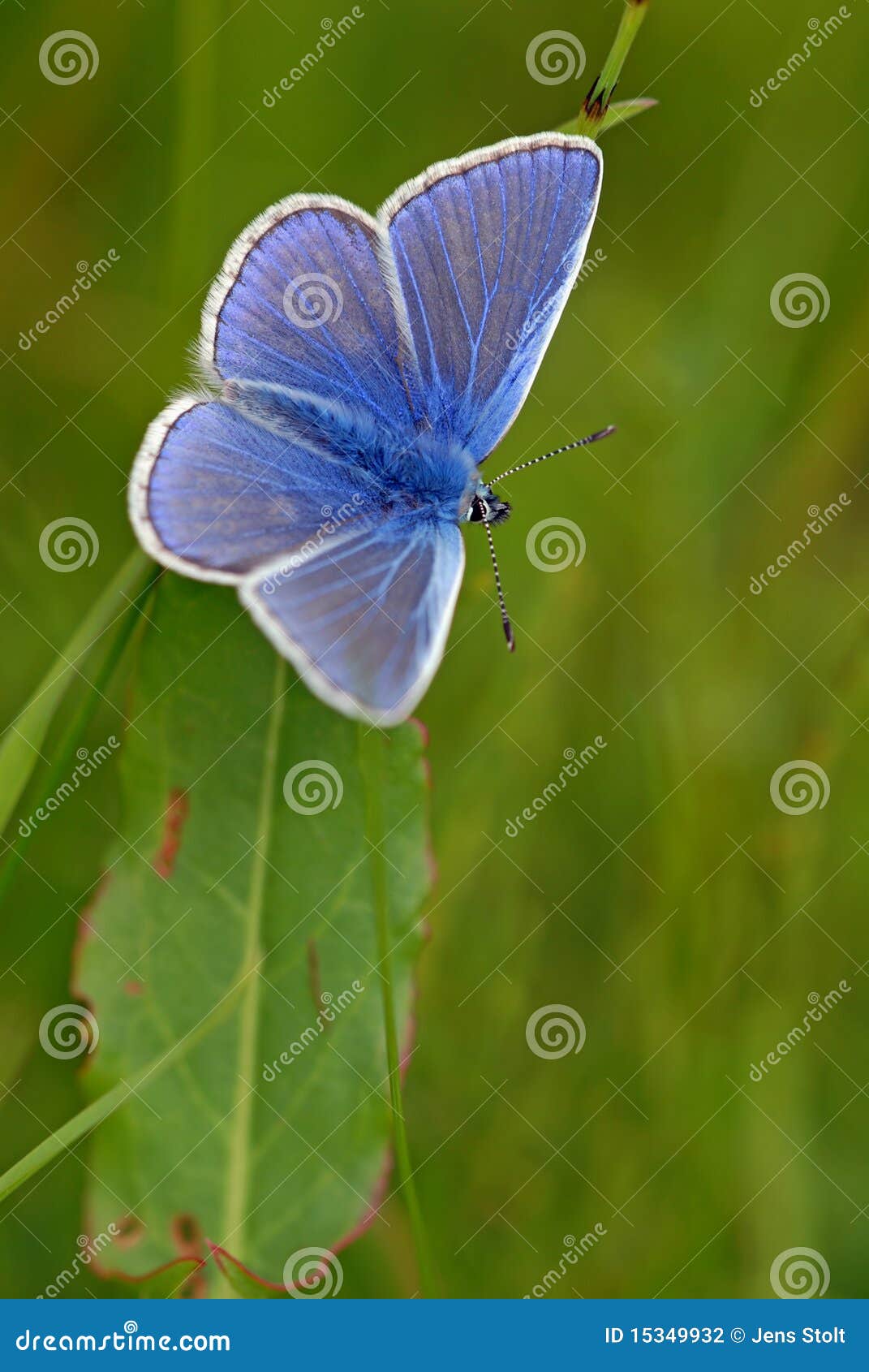 Common Blue stock photo. Image of blue, bugs, invertebrate - 15349932