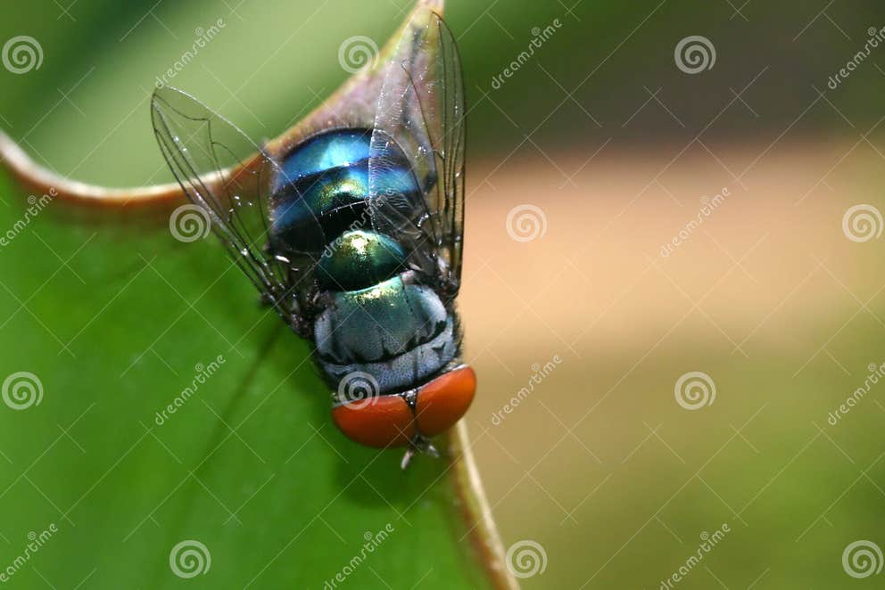 Common blue-bottle fly stock image. Image of focus, leaf - 10276989