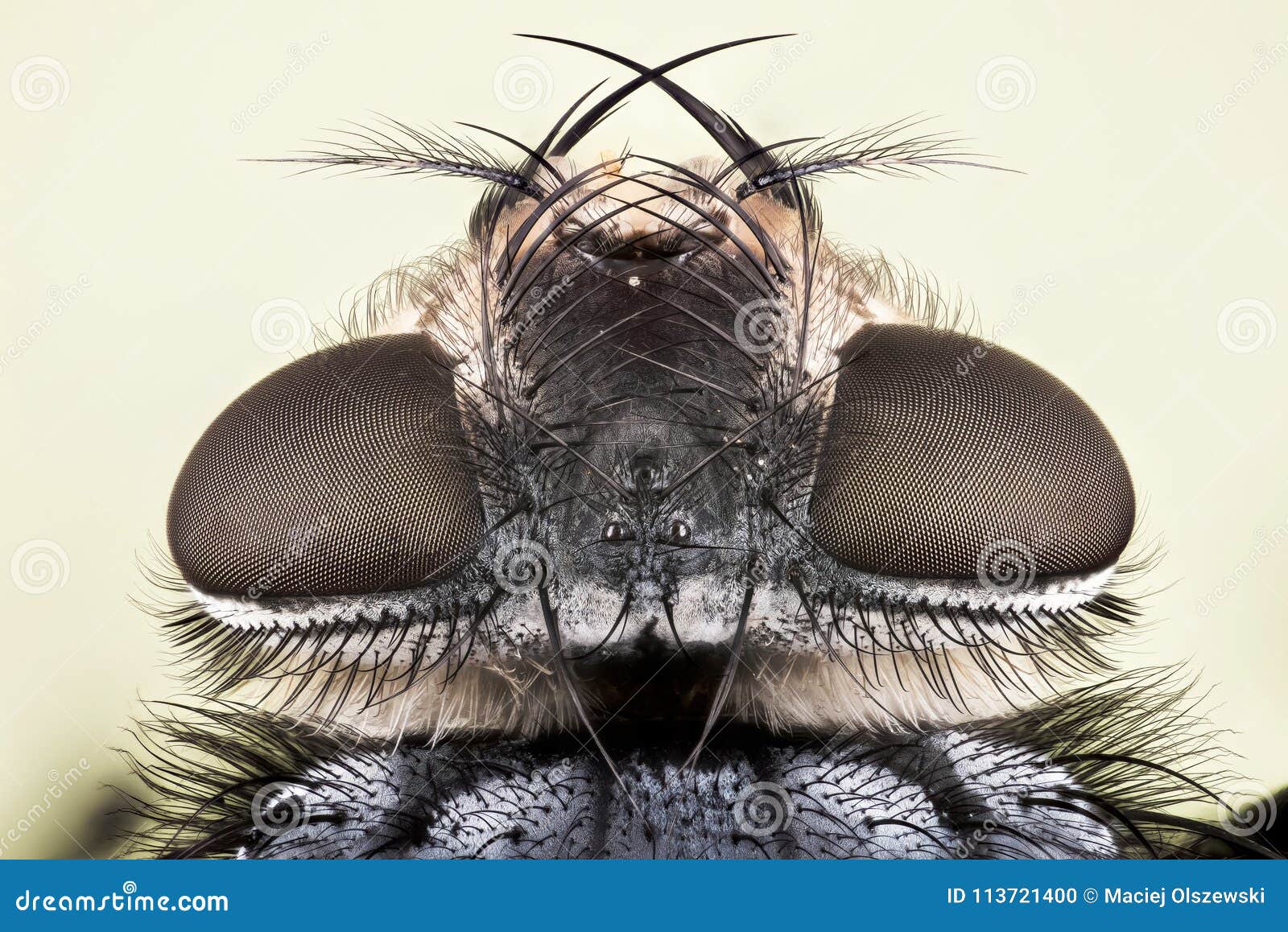 Common Blue Bottle Fly, Bluebottle Fly, Flies Stock Photo - Image of ...