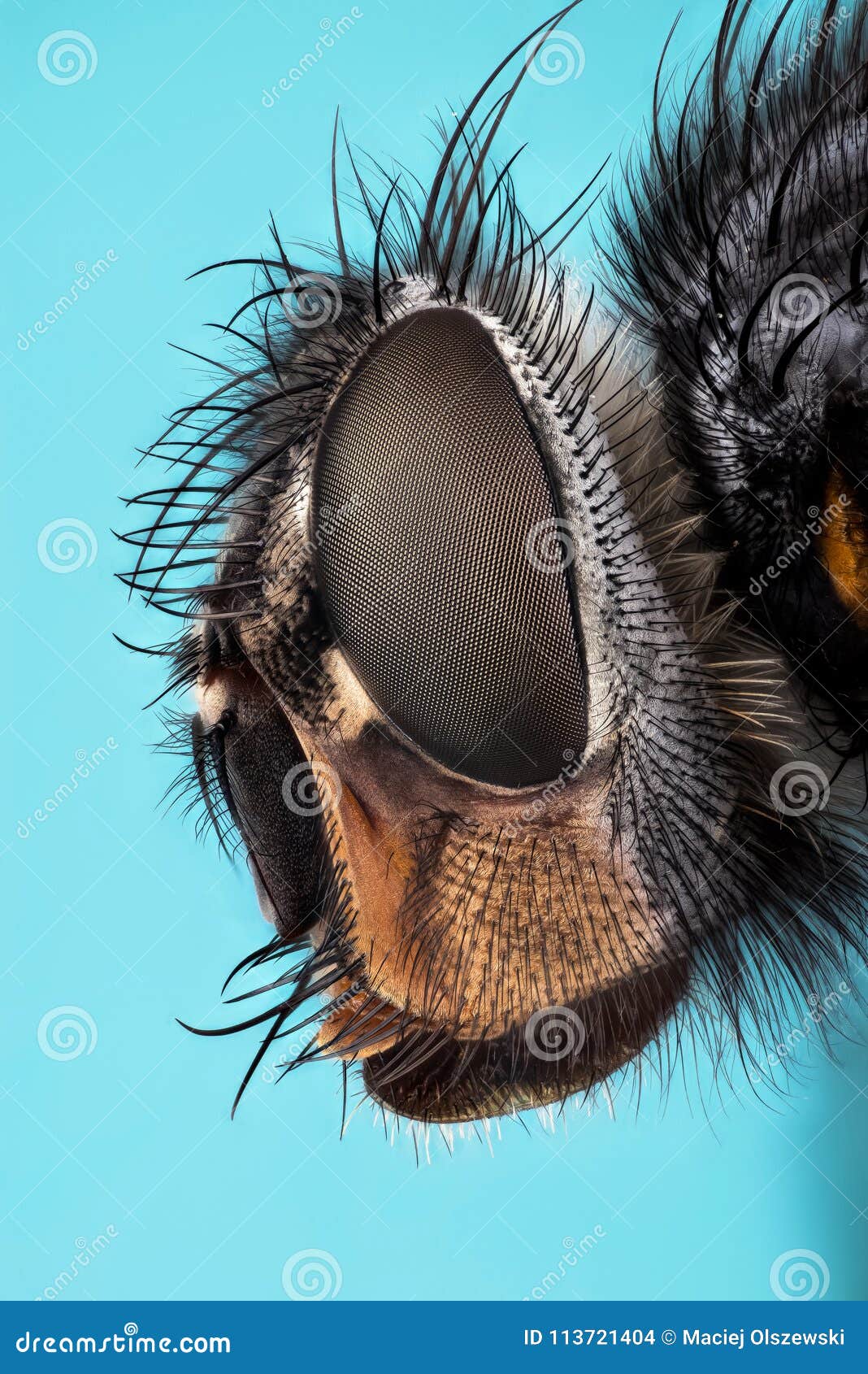 Common Blue Bottle Fly, Bluebottle Fly, Flies Stock Photo - Image of ...