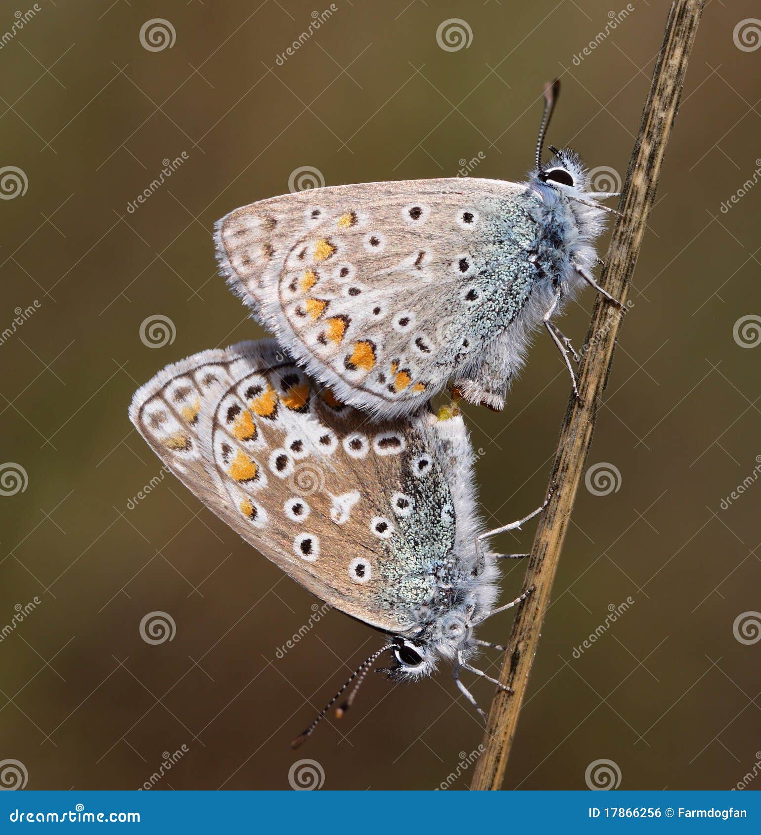 Common blue butterflies stock photo. Image of polyommatusicarus - 17866256