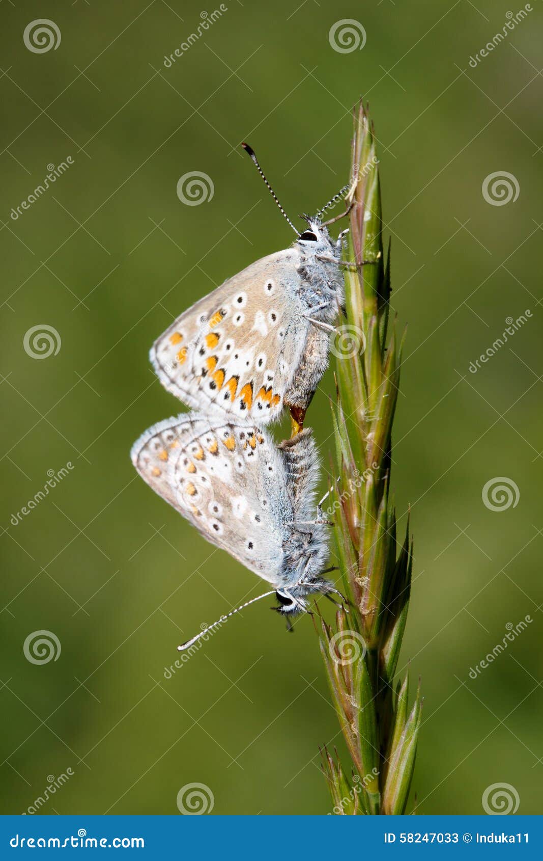 Common Blue Butterflies Pairing Stock Image - Image of summer, icarus ...