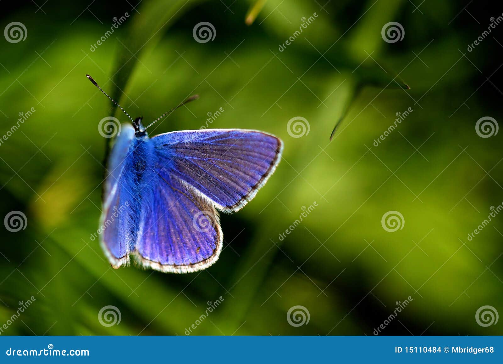 Common Blue butterfly stock photo. Image of countryside - 15110484