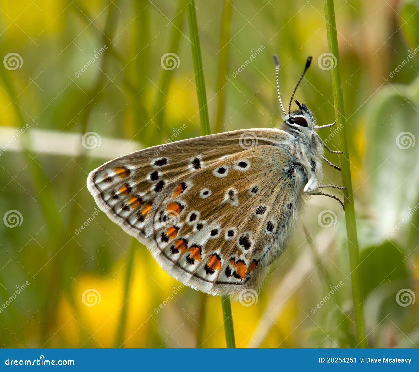Common Blue Butterfly stock image. Image of butterfly - 20254251