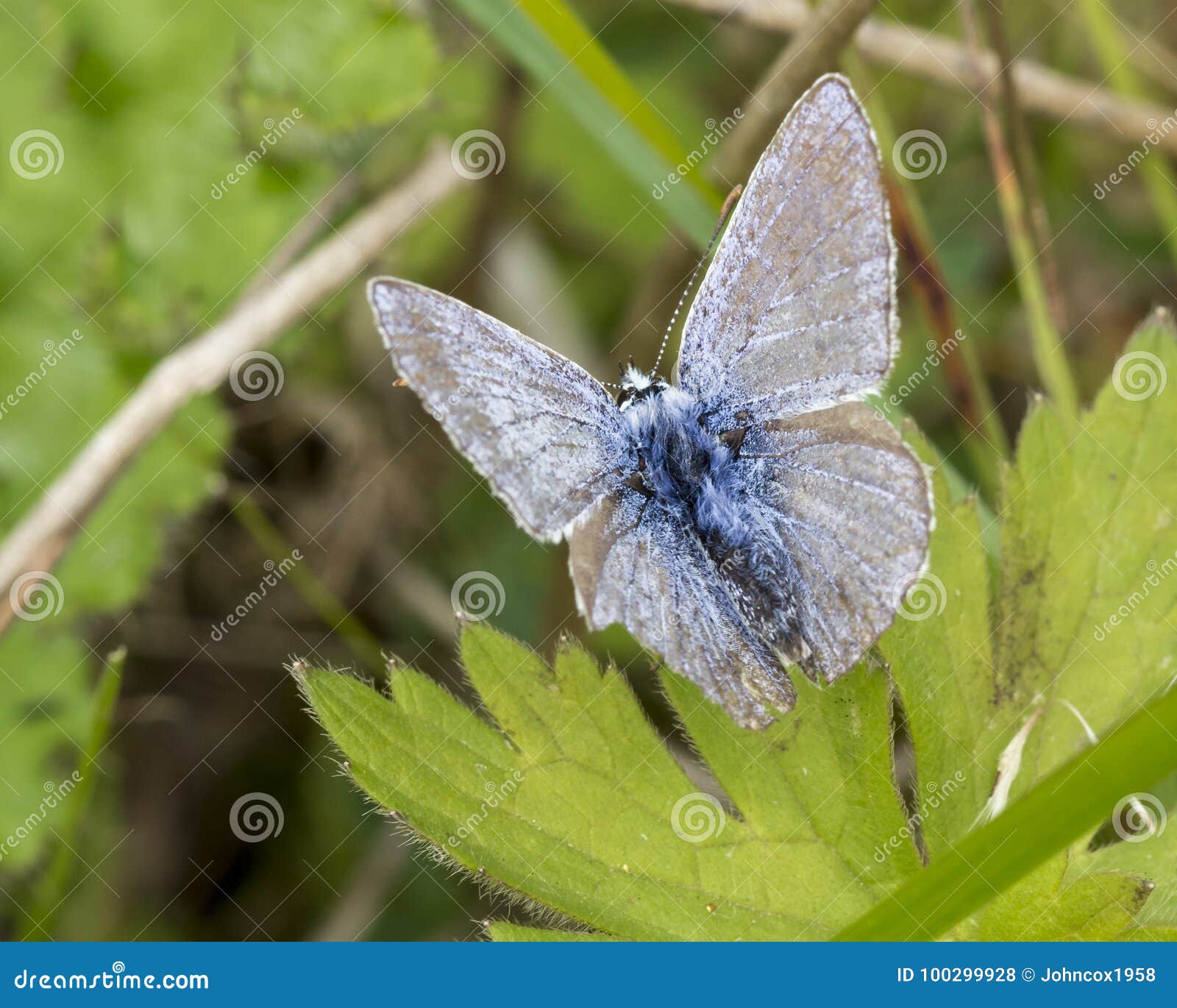 Common Blue Butterfly. stock photo. Image of resting - 100299928