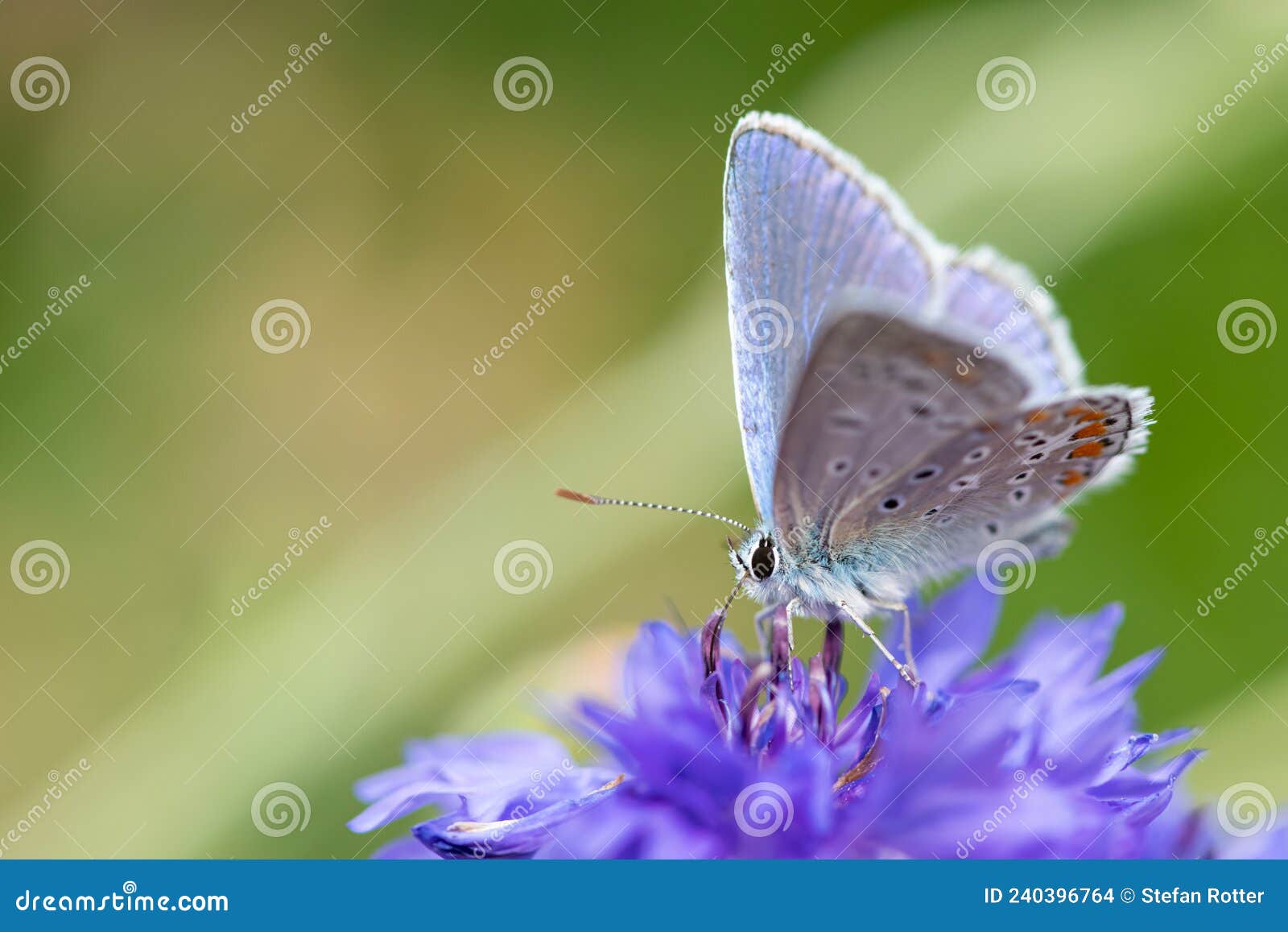 A Common Blue Butterfly Feeding on a Blue Cornflower Stock Photo ...