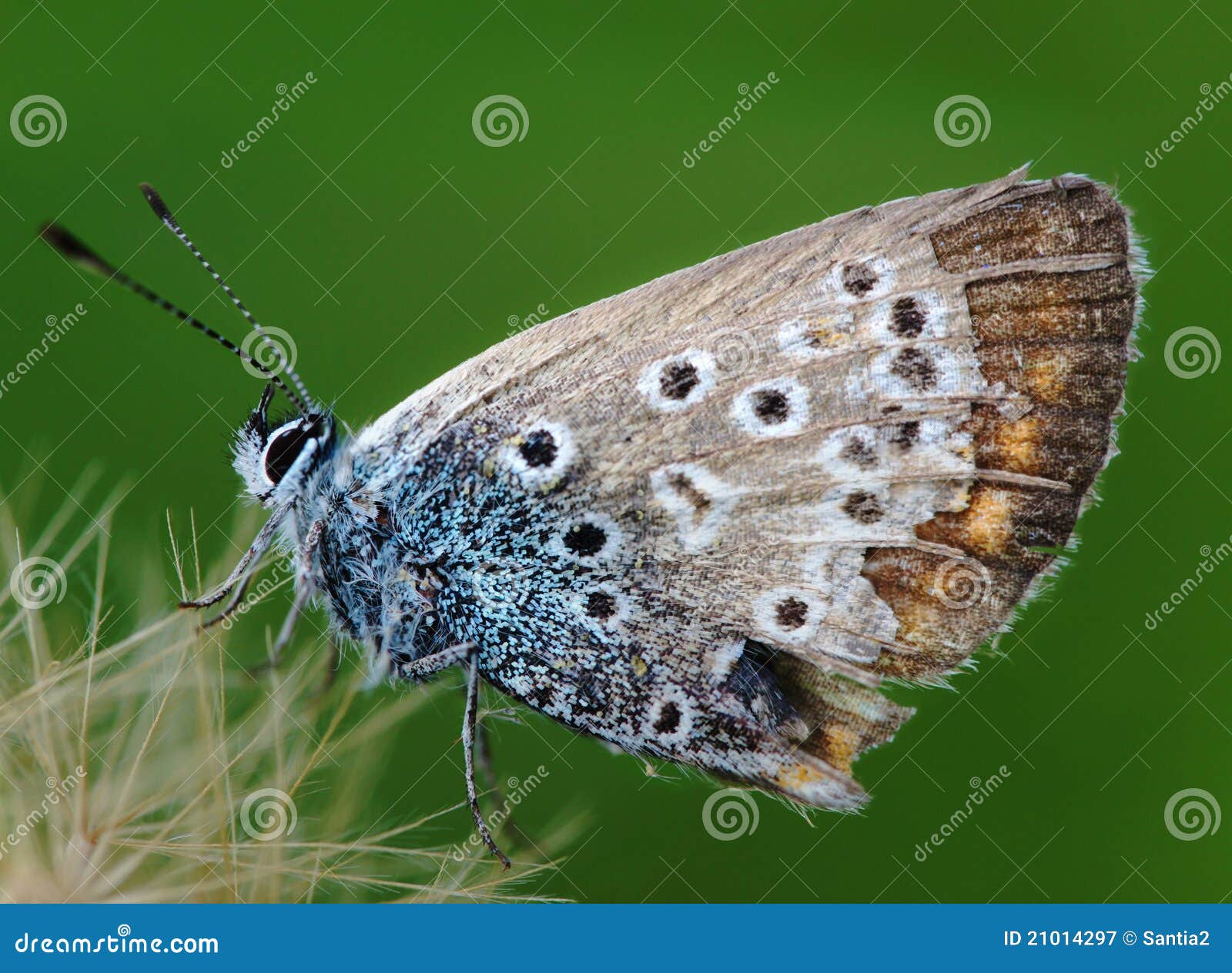 Common Blue Butterfly Female Stock Image - Image of colorful ...