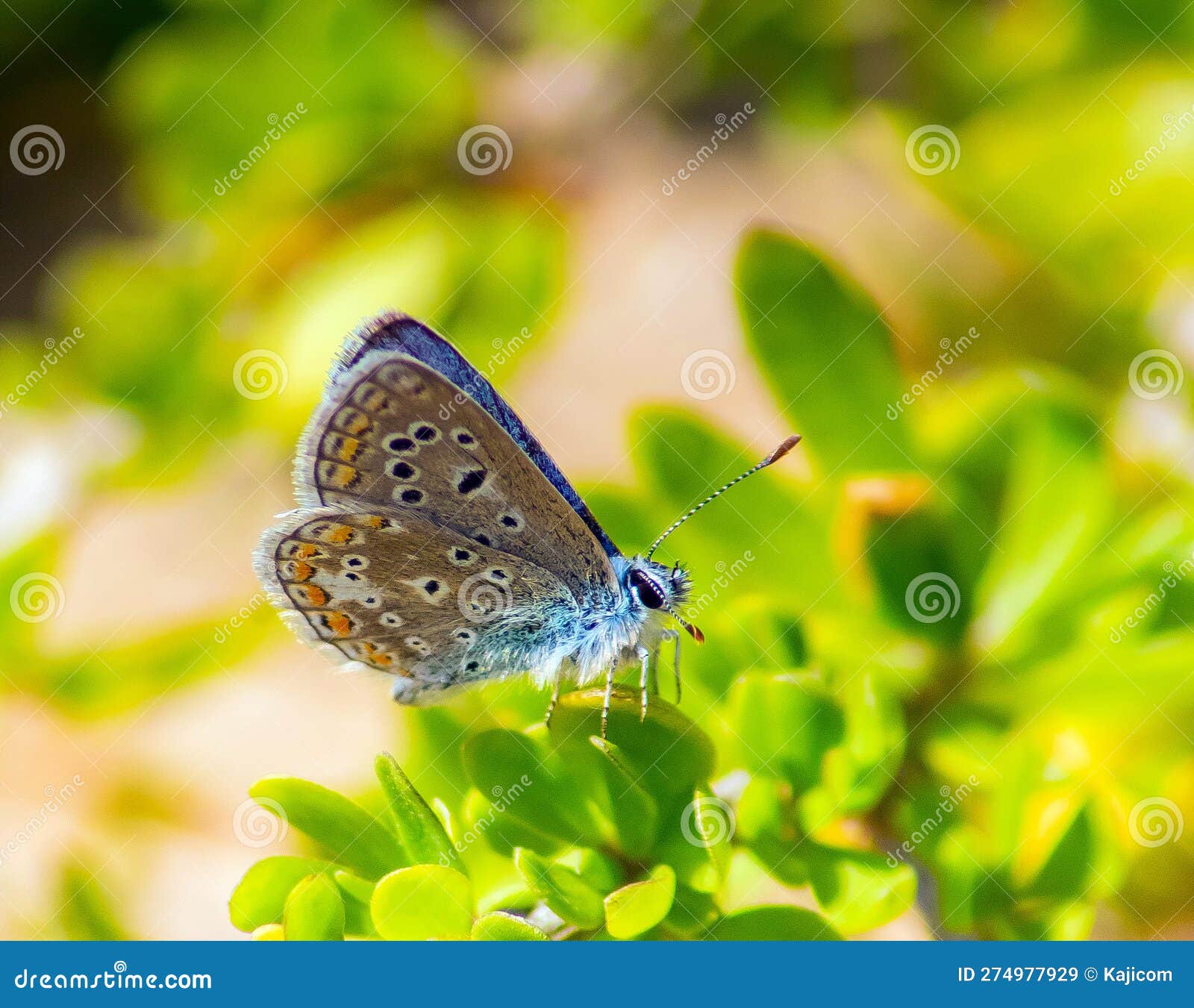 Common Blue Butterfly on a Green Leaf Stock Image - Image of leaf ...