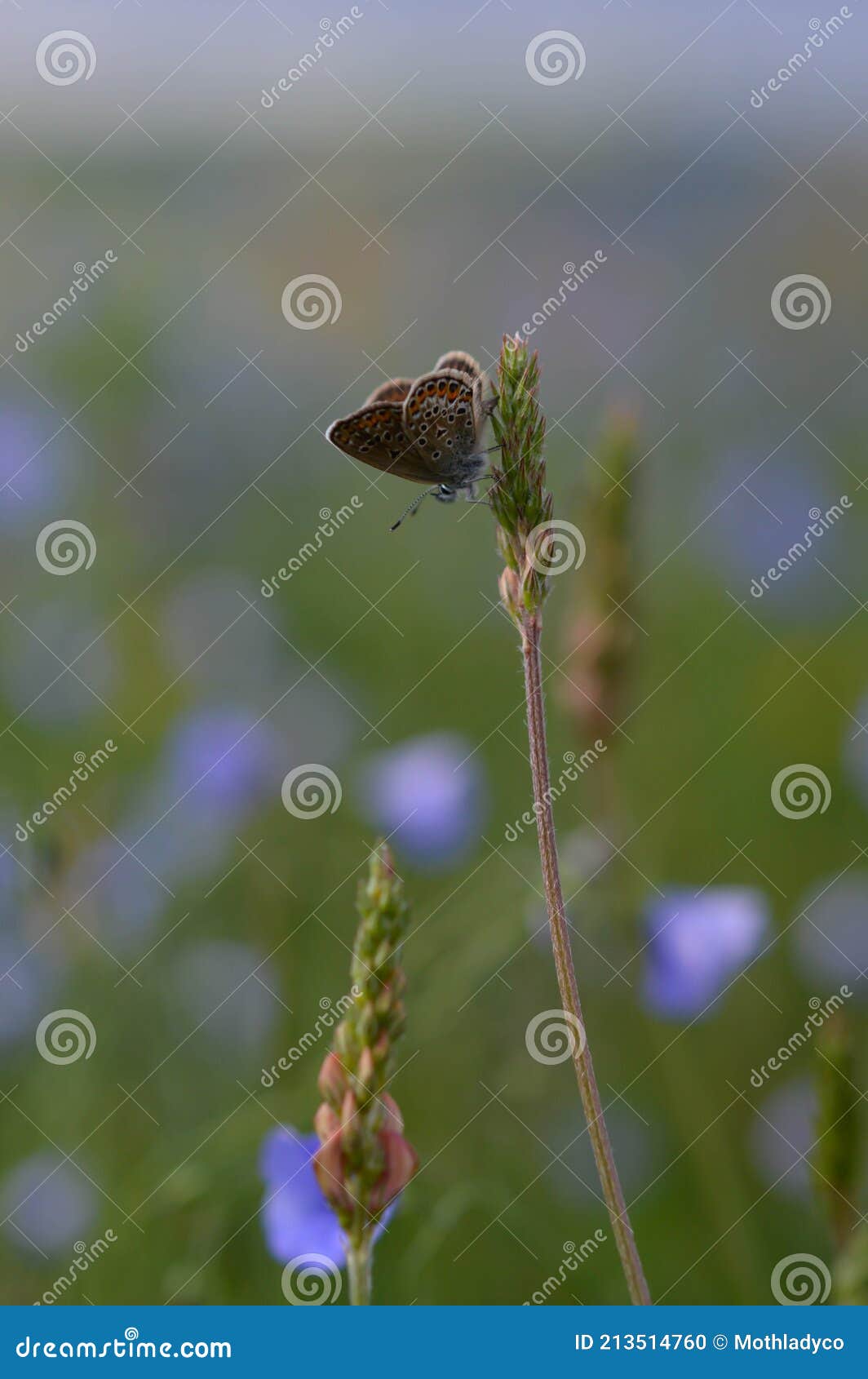 Common Blue Butterfly in Nature, Close Up Stock Photo - Image of ...