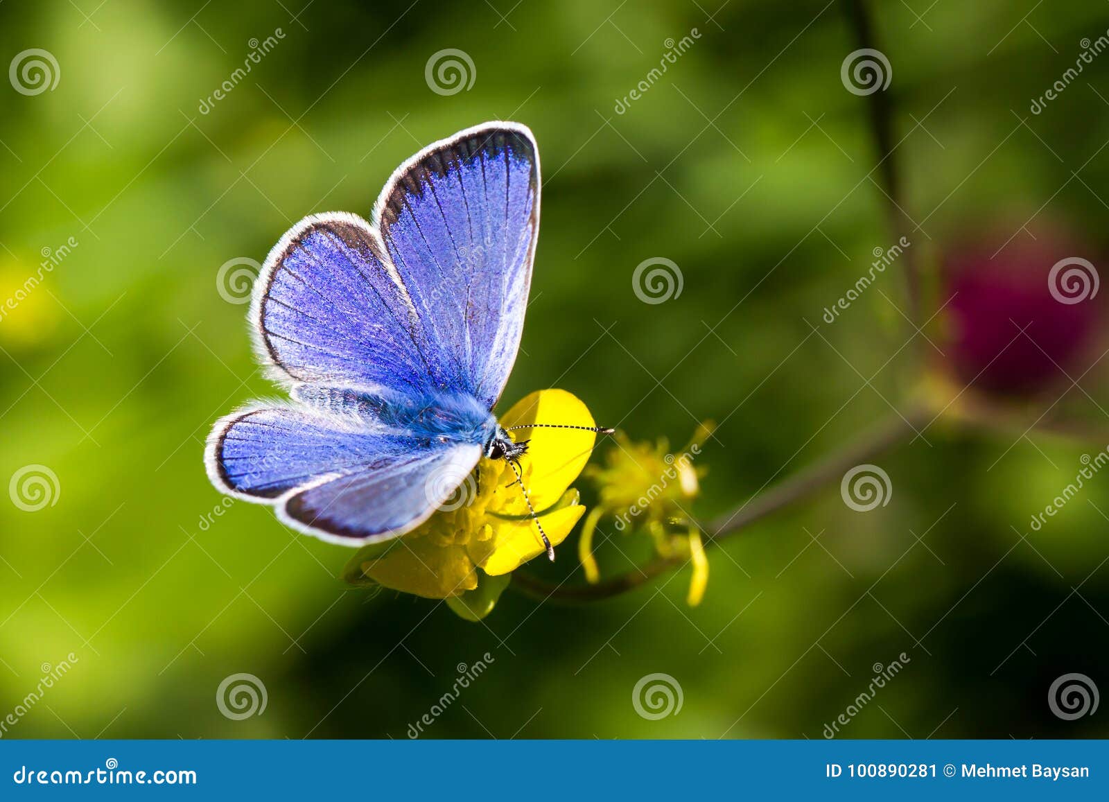 Common Blue Butterfly - Polyommatus Icarus Stock Image - Image of ...