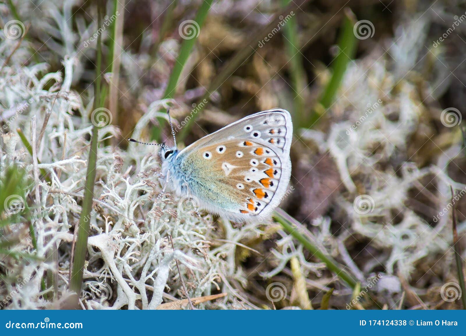 Common Blue Butterfly on Reindeer Moss Stock Photo - Image of form ...