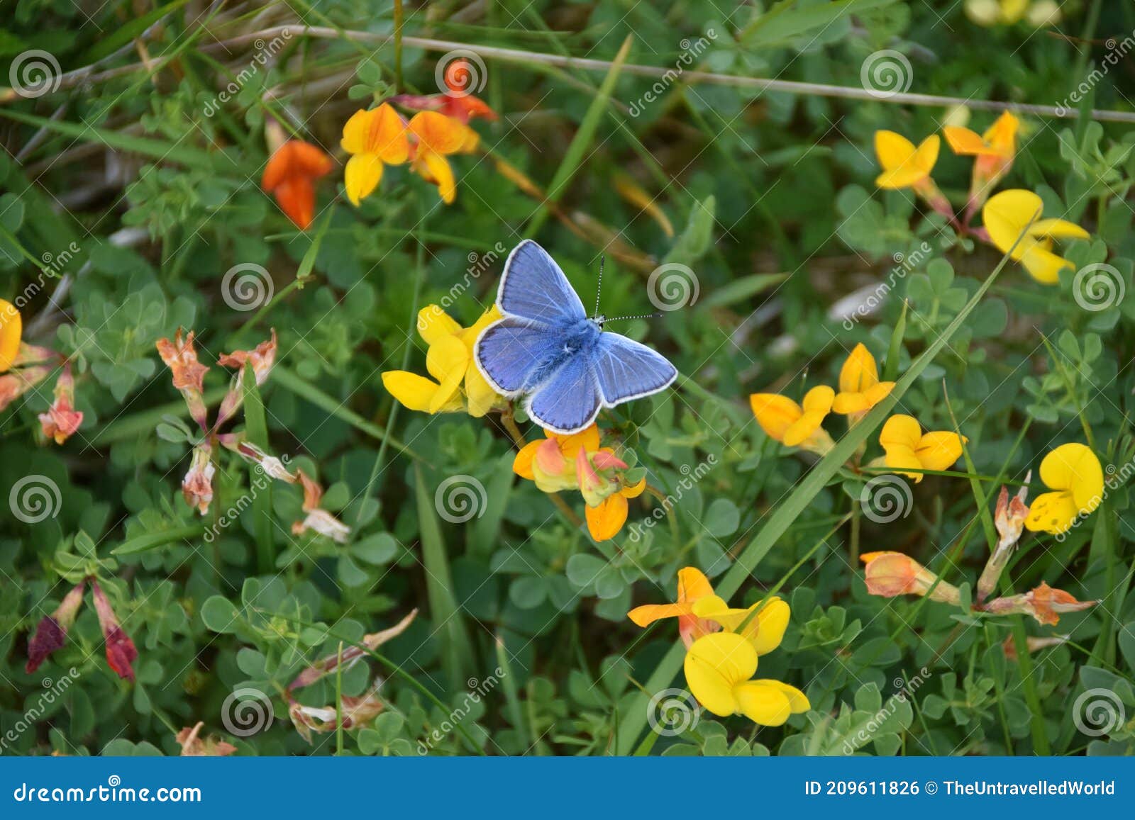 Common Blue Butterfly, Scotland Stock Photo - Image of common, blue ...