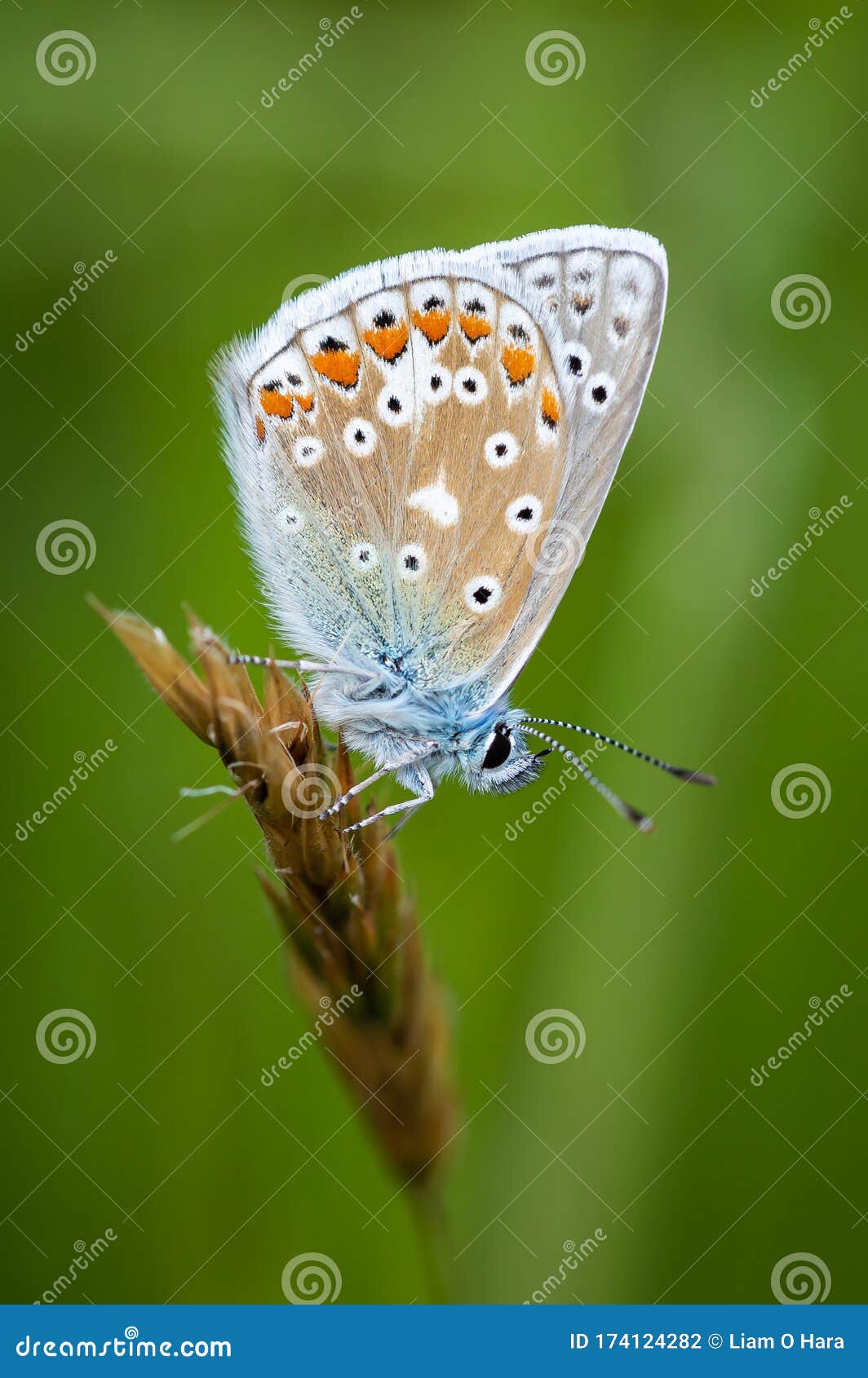 Common Blue Butterfly See Sideways on a Seed Head Stock Photo - Image ...