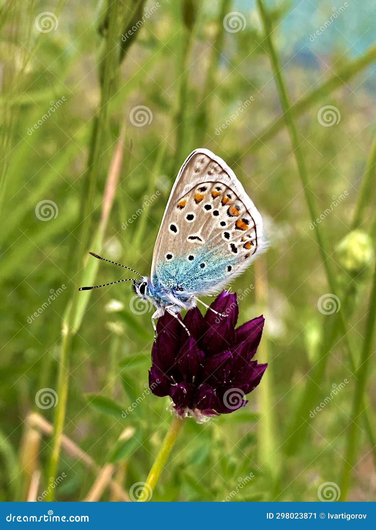 Common Blue Butterfly 02 stock image. Image of green - 298023871