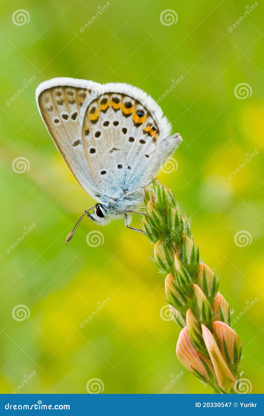 Common Blue Butterfly (vertical Frame). Stock Image - Image of ...