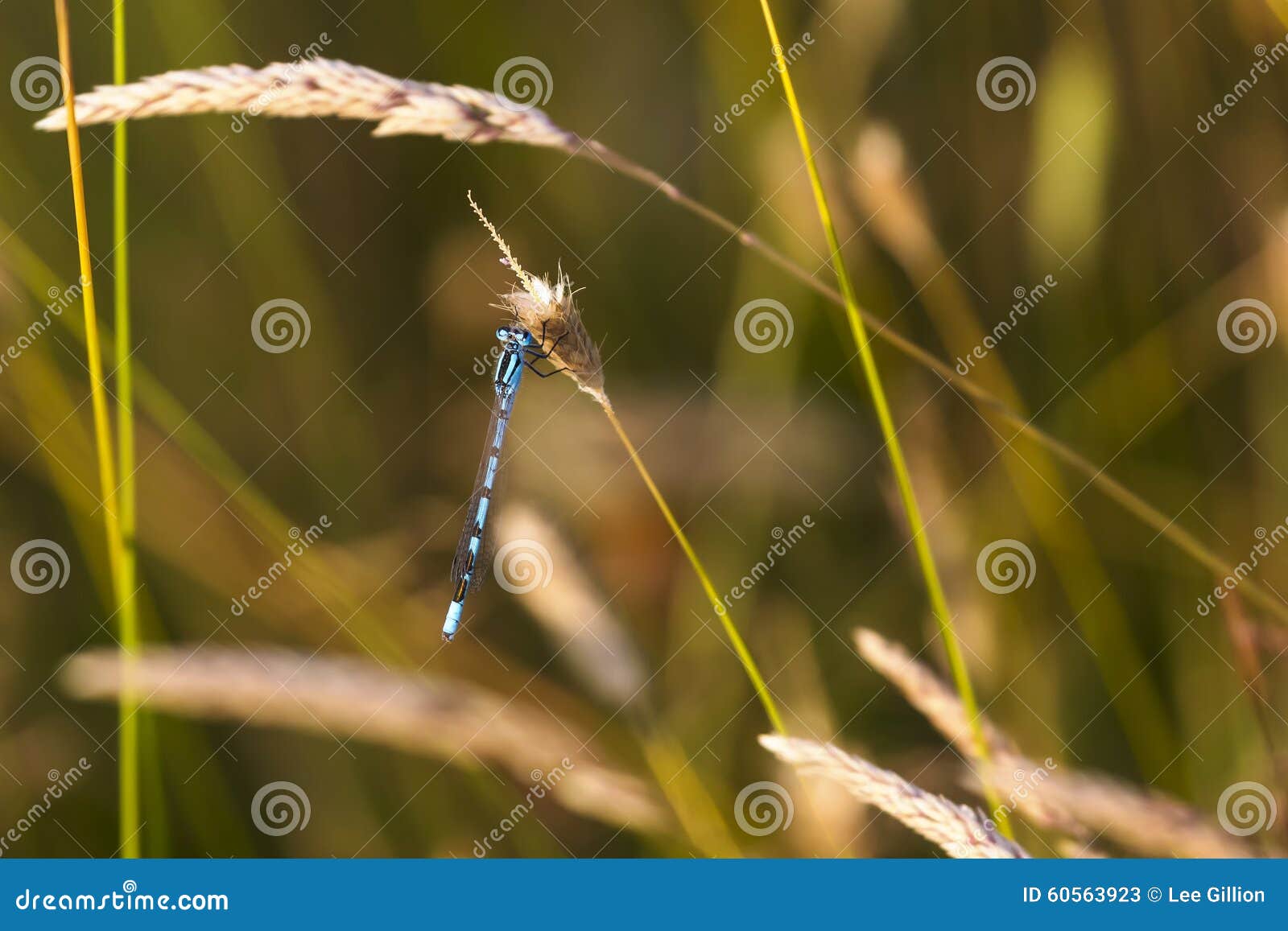 Common Blue Damsel Fly. stock image. Image of wildlife - 60563923