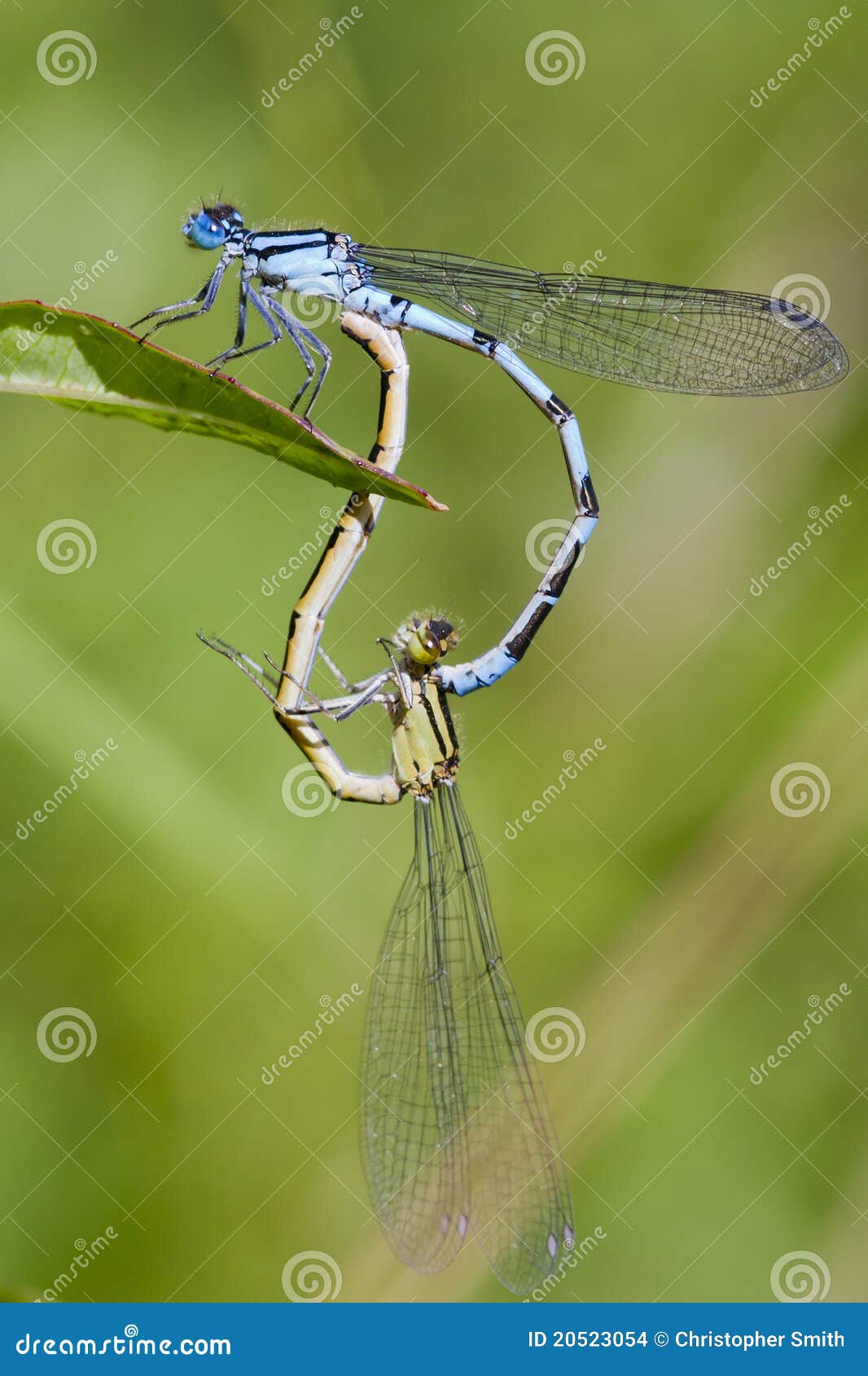 Common Blue Damselflies stock photo. Image of environment - 20523054