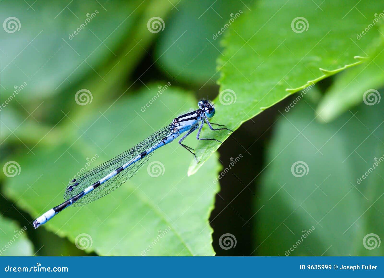 Common Blue Damselfly 1 stock image. Image of nature, insect - 9635999