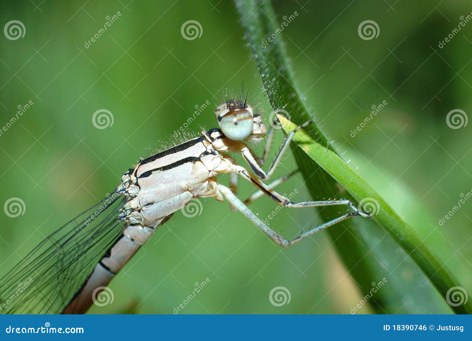 Common blue damselfly stock photo. Image of dragonfly - 18390746