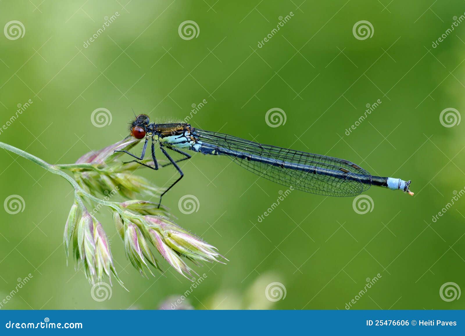 Common Blue Damselfly stock photo. Image of biology, blue - 25476606