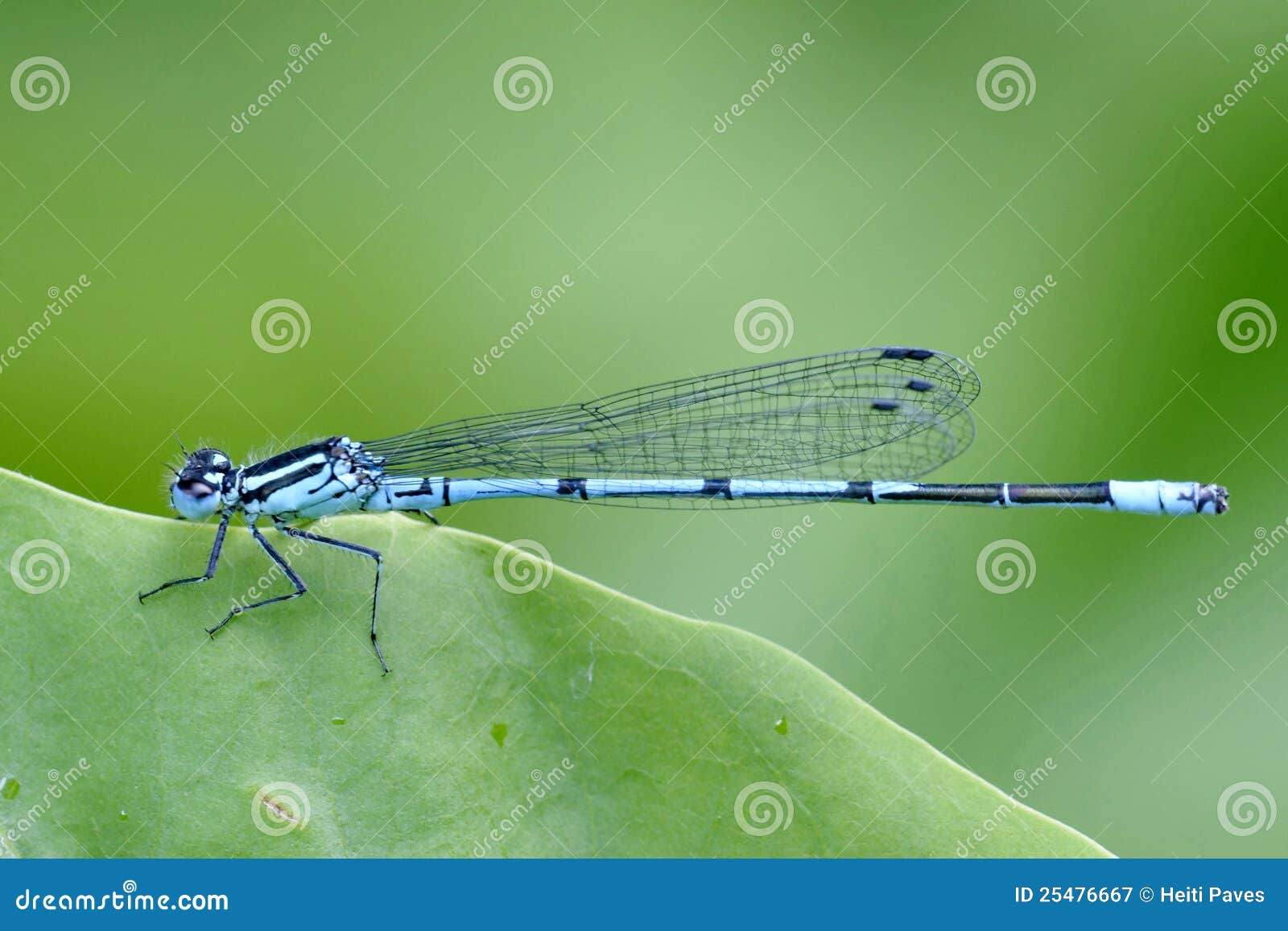 Common Blue Damselfly stock image. Image of damselfly - 25476667