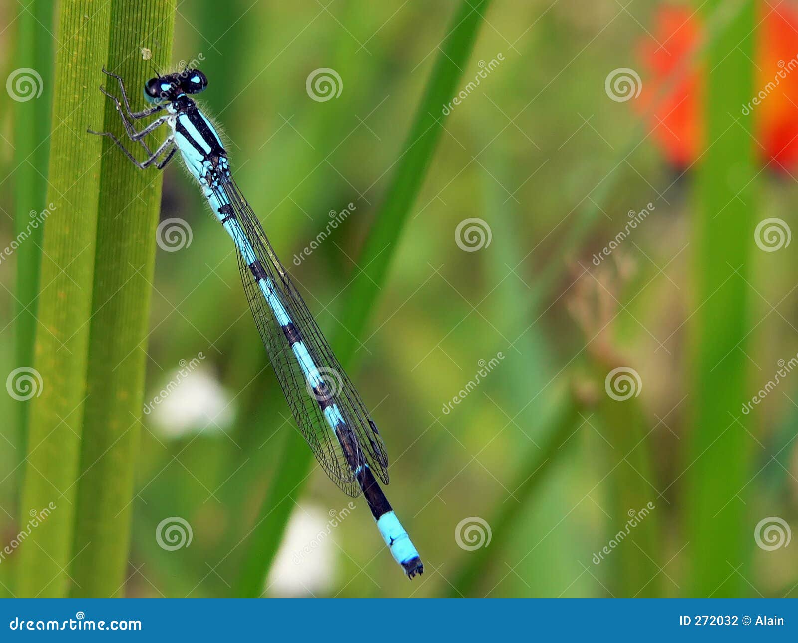 Common Blue Damselfly stock photo. Image of insects, nature - 272032