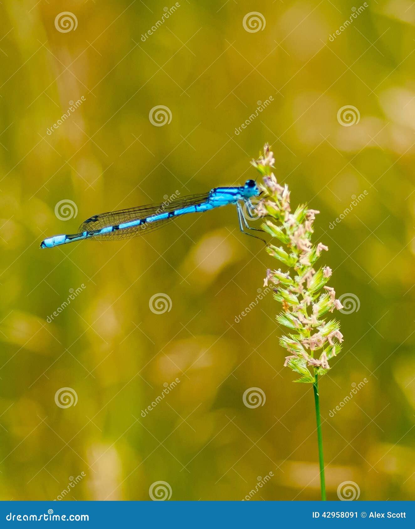 Common Blue Damselfly at Rest Stock Image - Image of enallagma ...