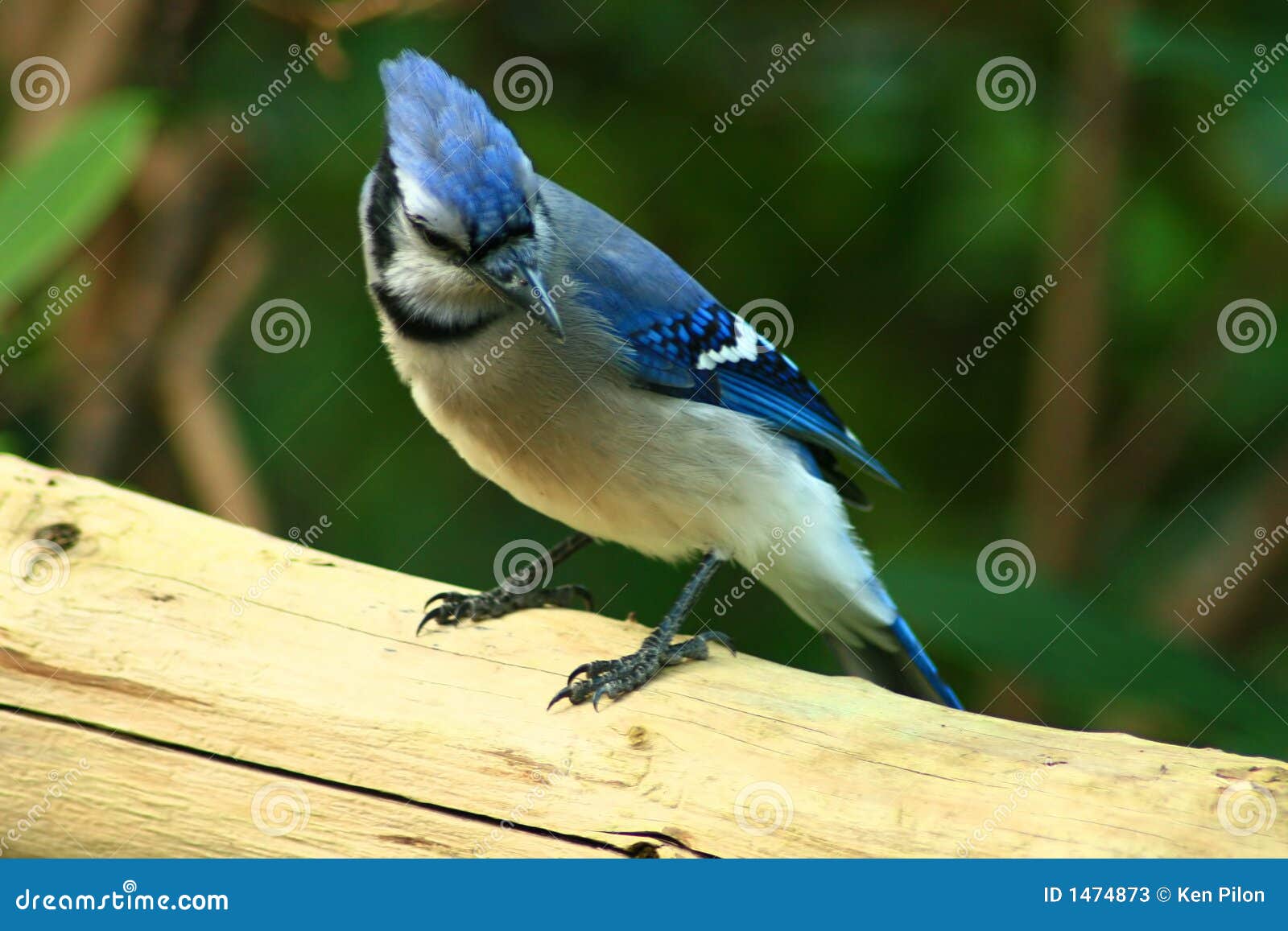 The Common Blue Jay, Adds Color Wherever it Goes. Stock Image - Image ...