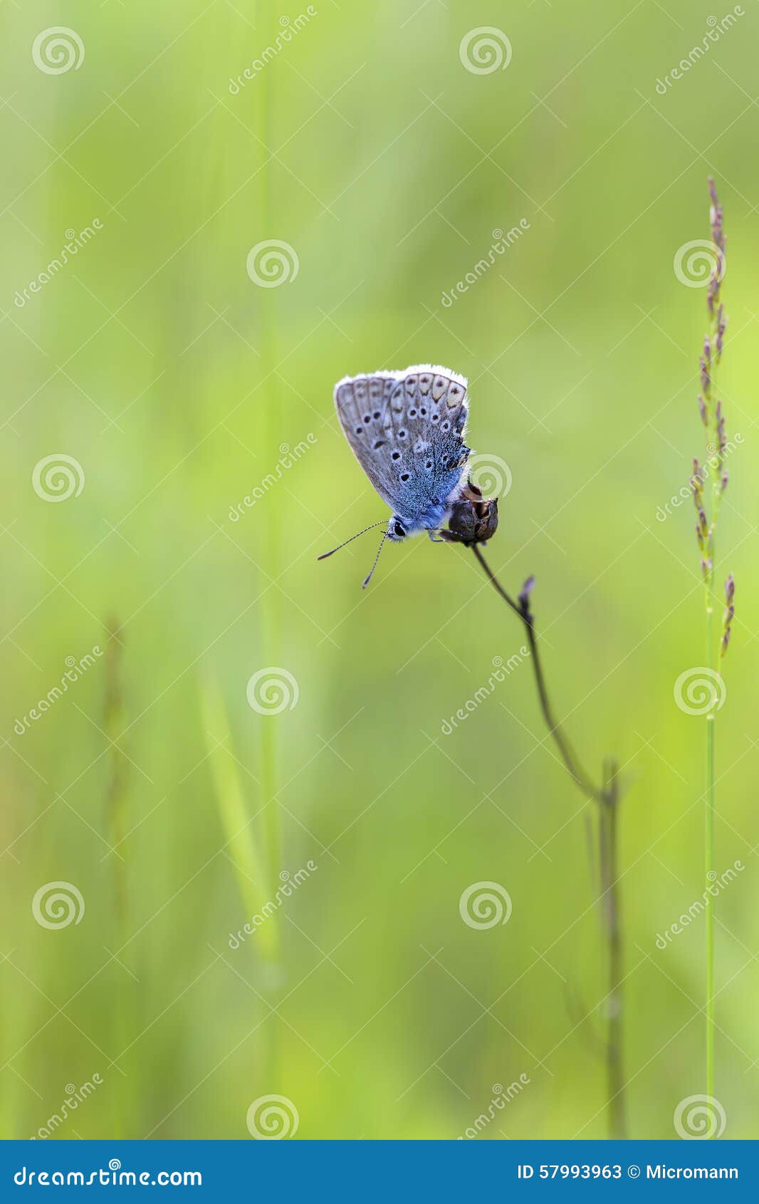 Common Blue - macro shot stock image. Image of resting - 57993963