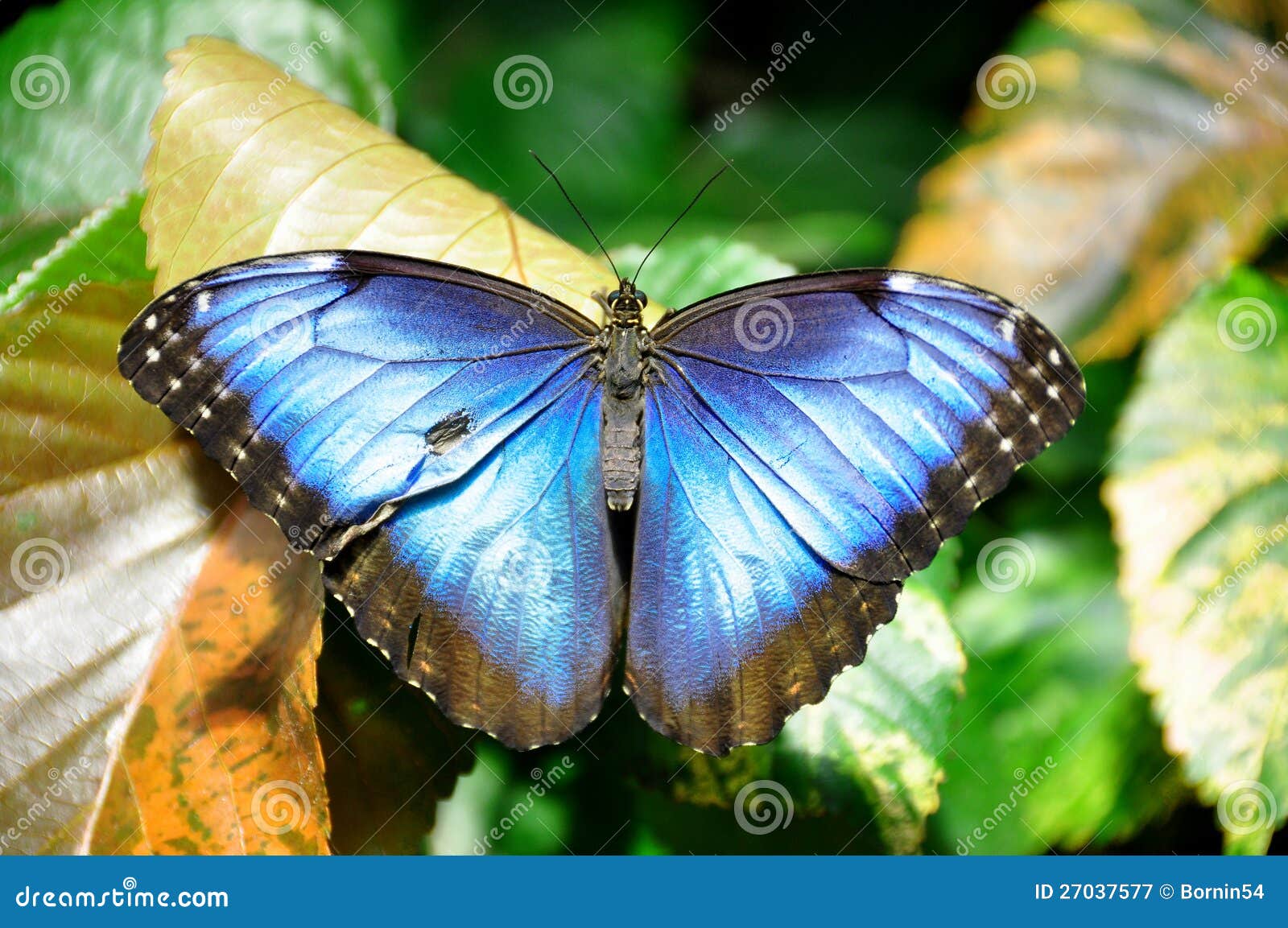 Common Blue Morpho Butterfly Stock Image - Image of blue, insect: 27037577