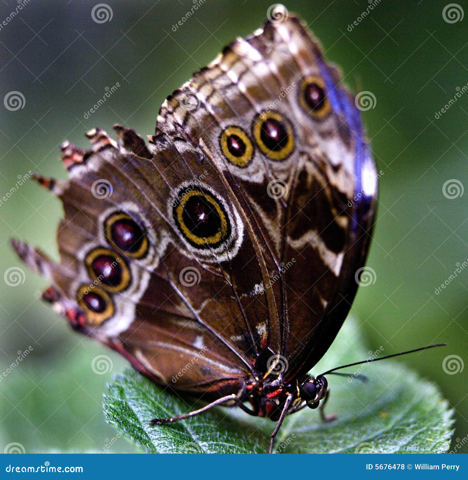 Common Blue Morpho Butterfly Stock Photo - Image of underside ...