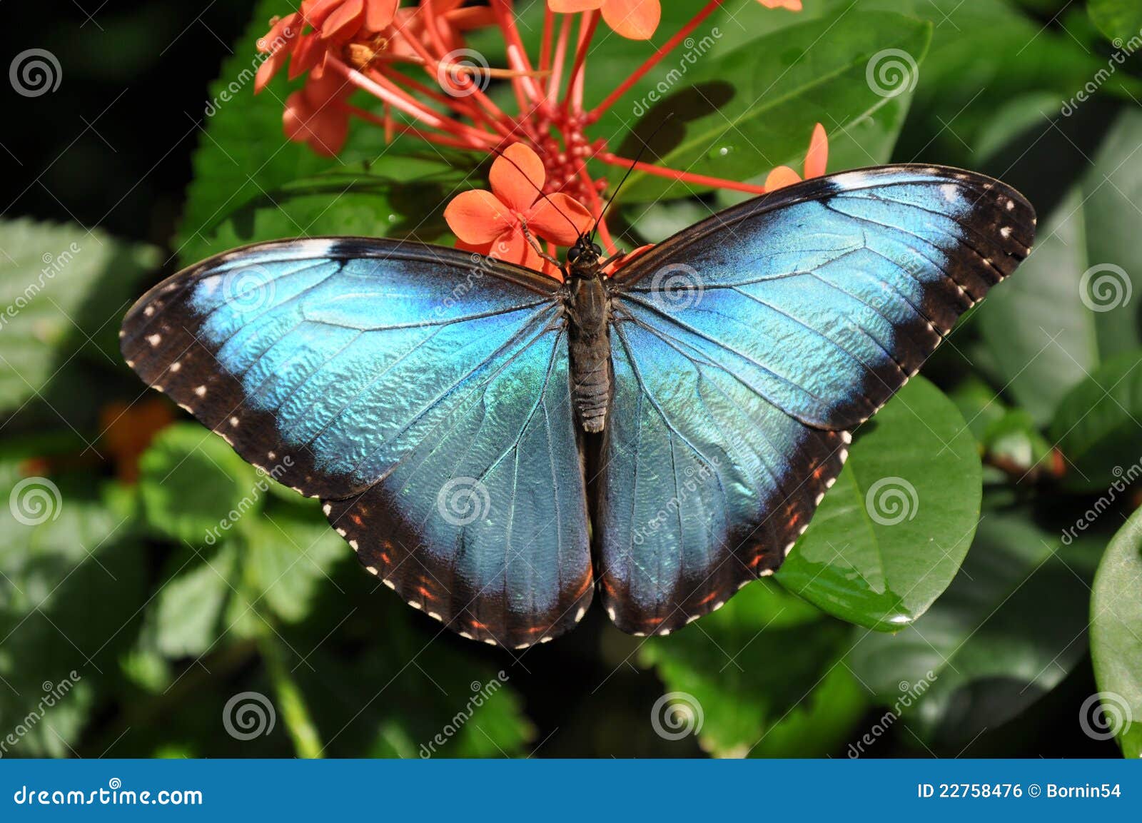 Common Blue Morpho Butterfly,aka,Morpho Peleides Stock Photo - Image of ...