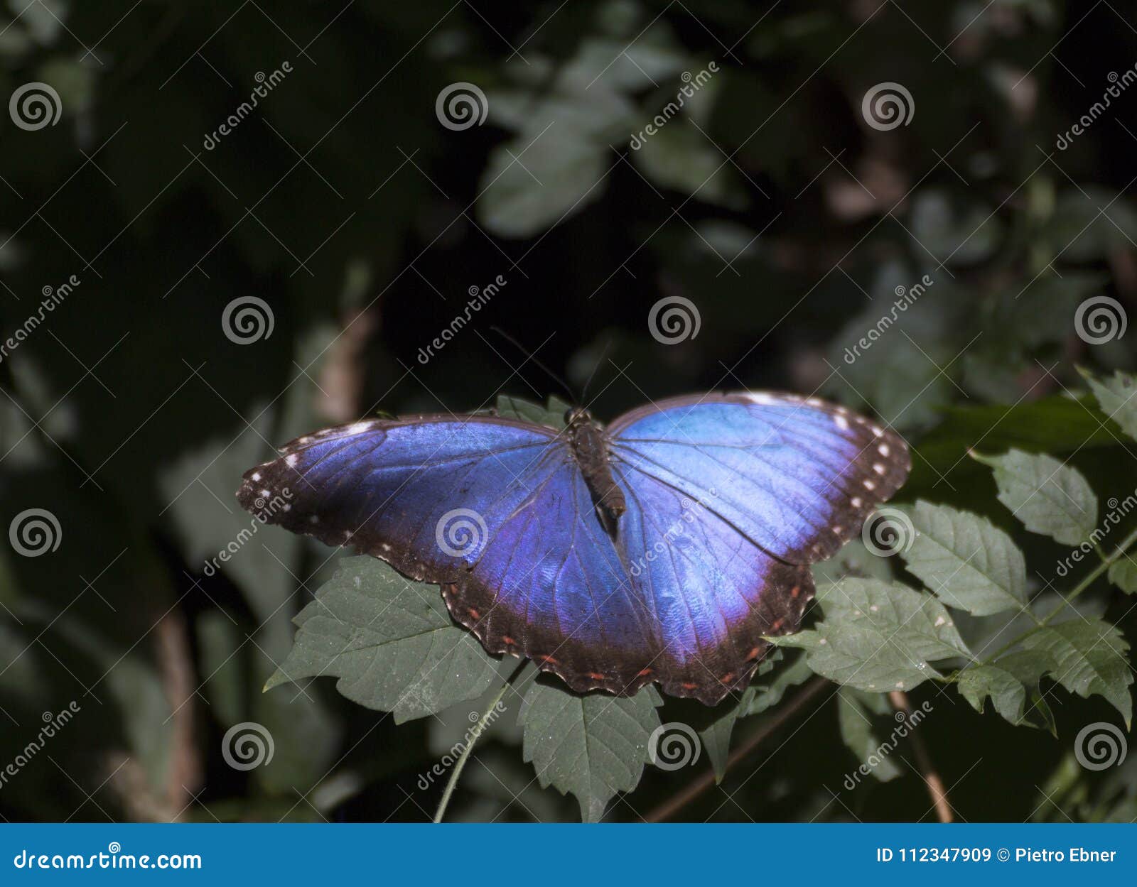 Common Blue Morpho Butterfly Stock Image - Image of morpho, common ...
