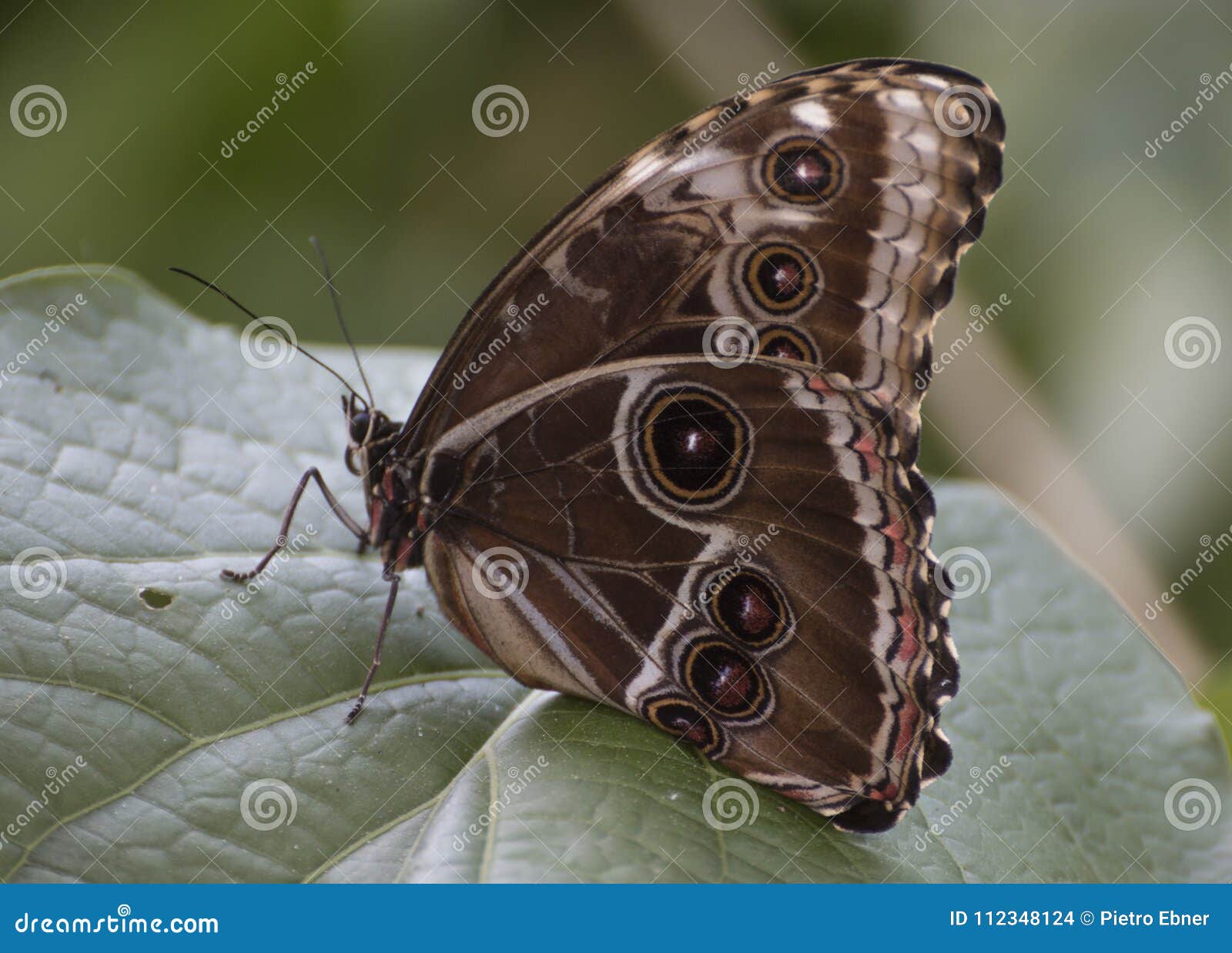 Common Blue Morpho Butterfly Stock Photo - Image of peleides, common ...