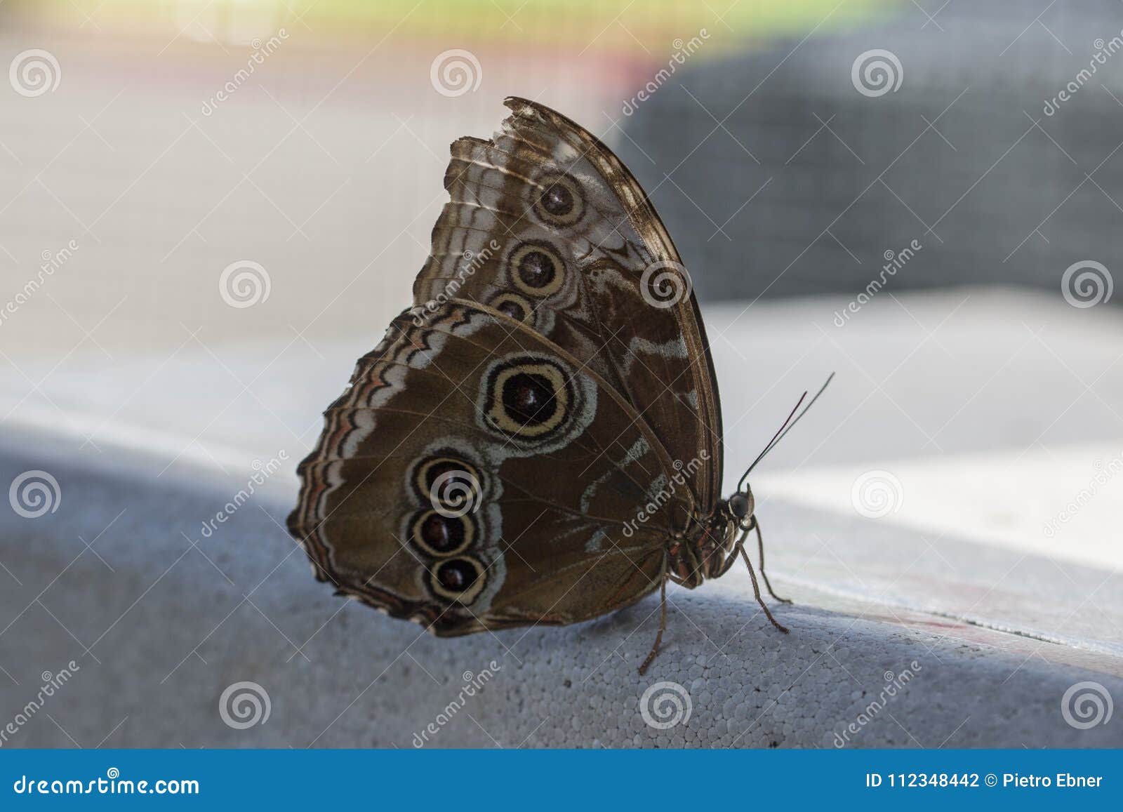 Common Blue Morpho Butterfly Stock Photo - Image of farfalla, butterfly ...