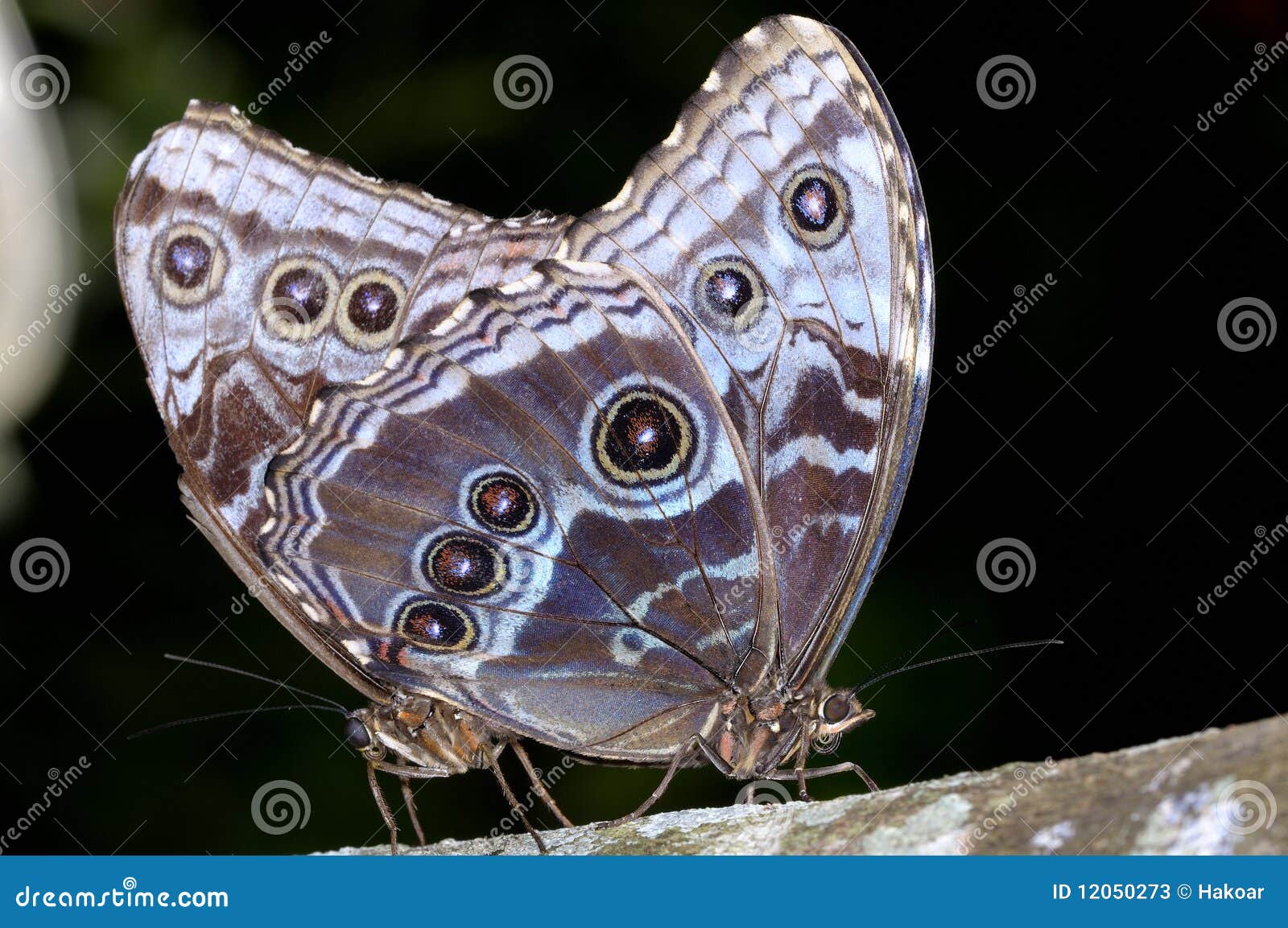 Common Blue Morpho, Morpho Peleides Stock Image - Image of insect ...