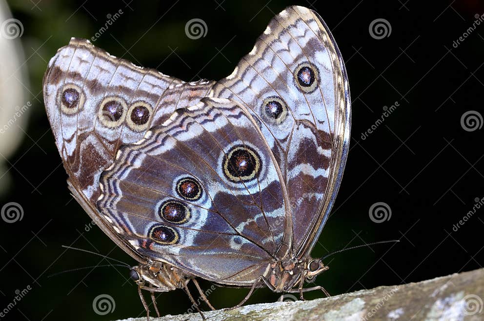 Common Blue Morpho, Morpho Peleides Stock Image - Image of insect ...