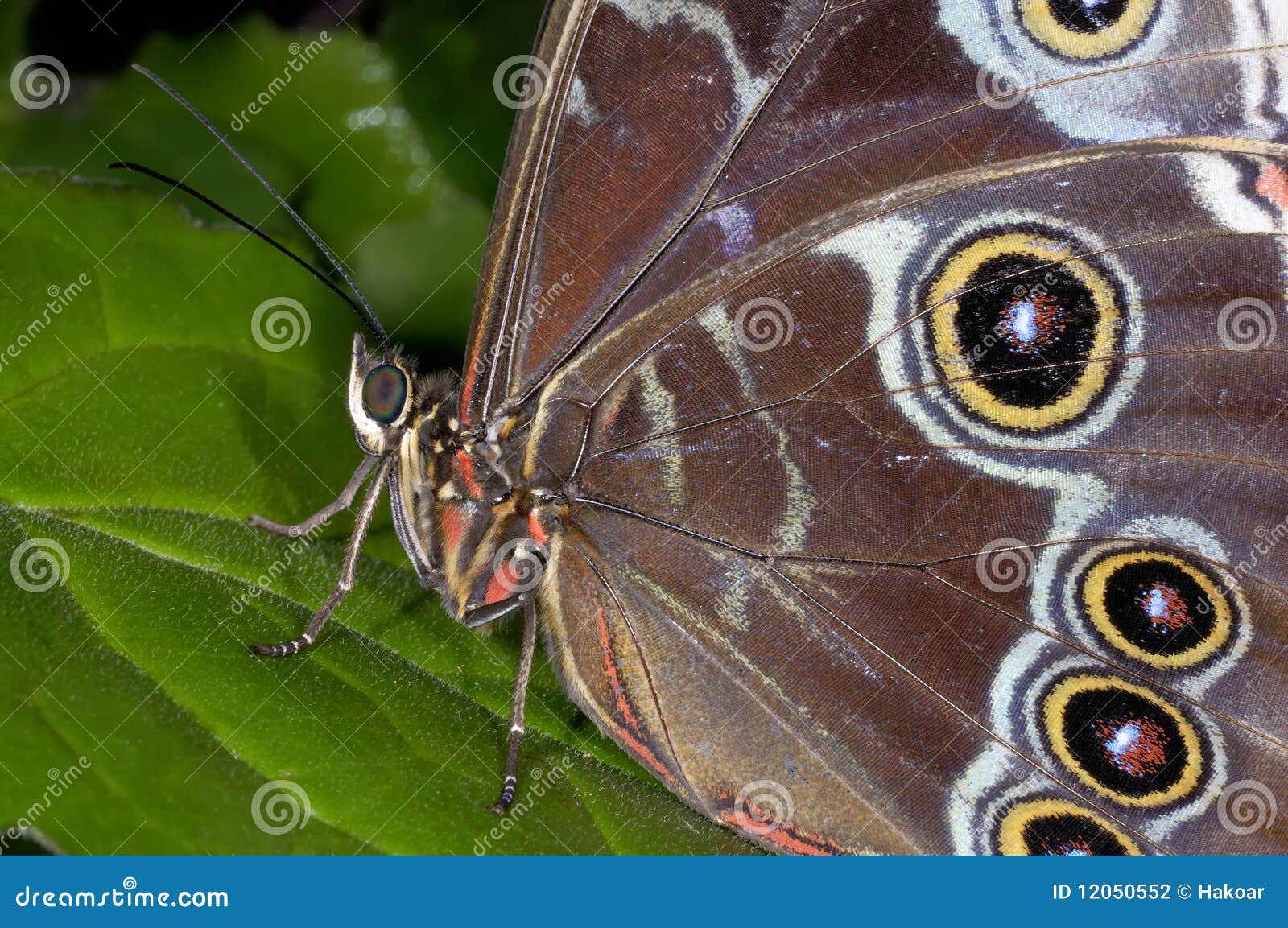 Common Blue Morpho, Morpho Peleides Stock Photo - Image of close ...