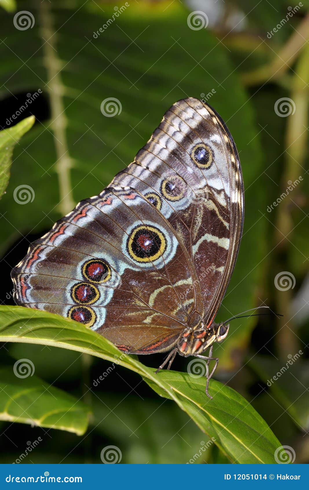 Common Blue Morpho, Morpho Peleides Stock Photo - Image of legs ...