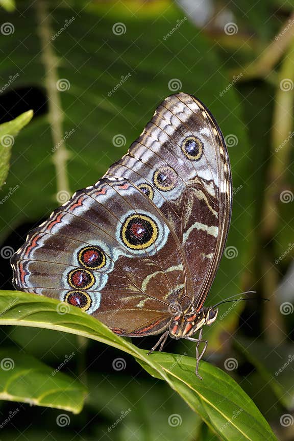 Common Blue Morpho, Morpho Peleides Stock Photo - Image of legs ...