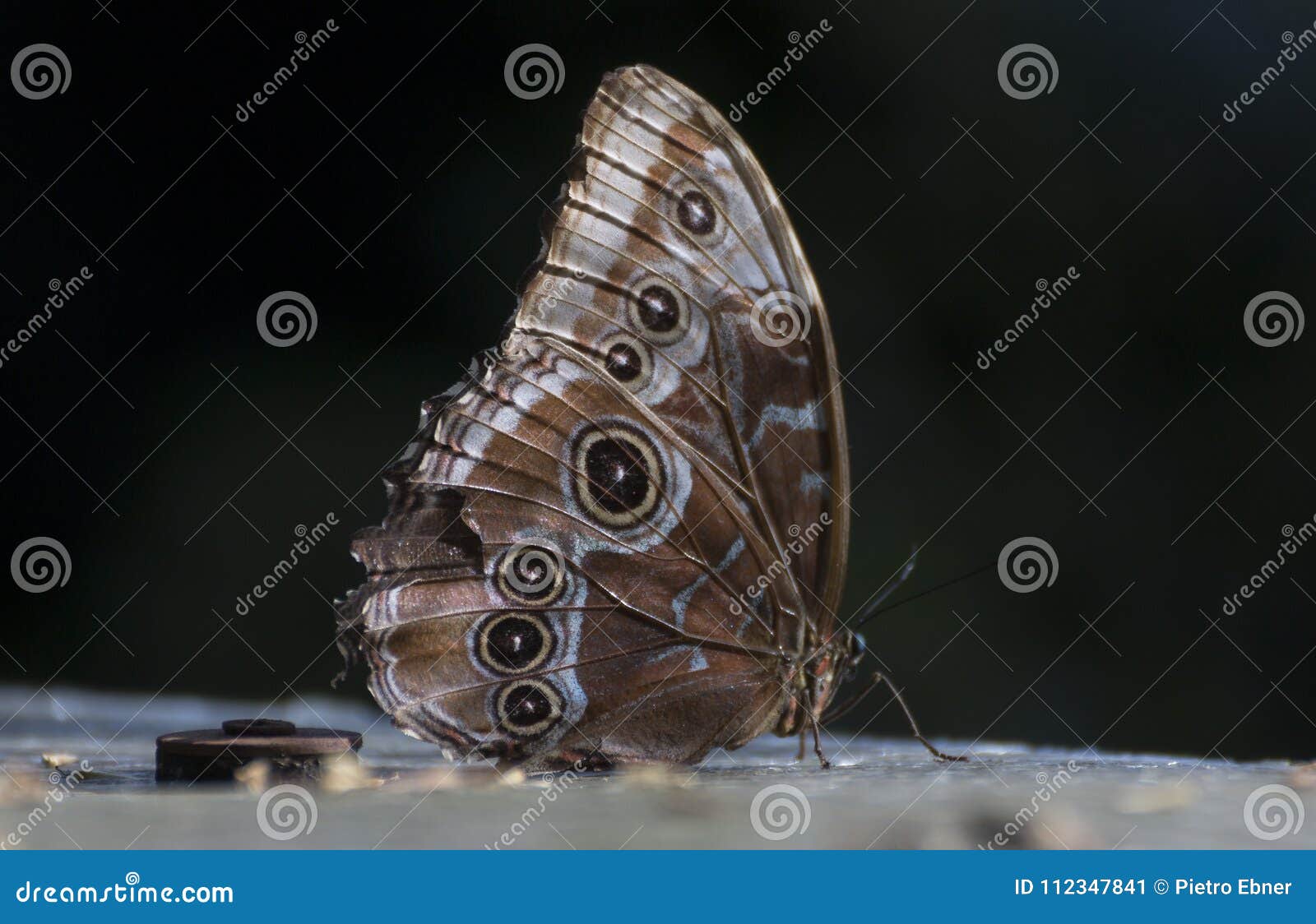 Common Blue Morpho Butterfly Stock Image - Image of peleides, macro ...